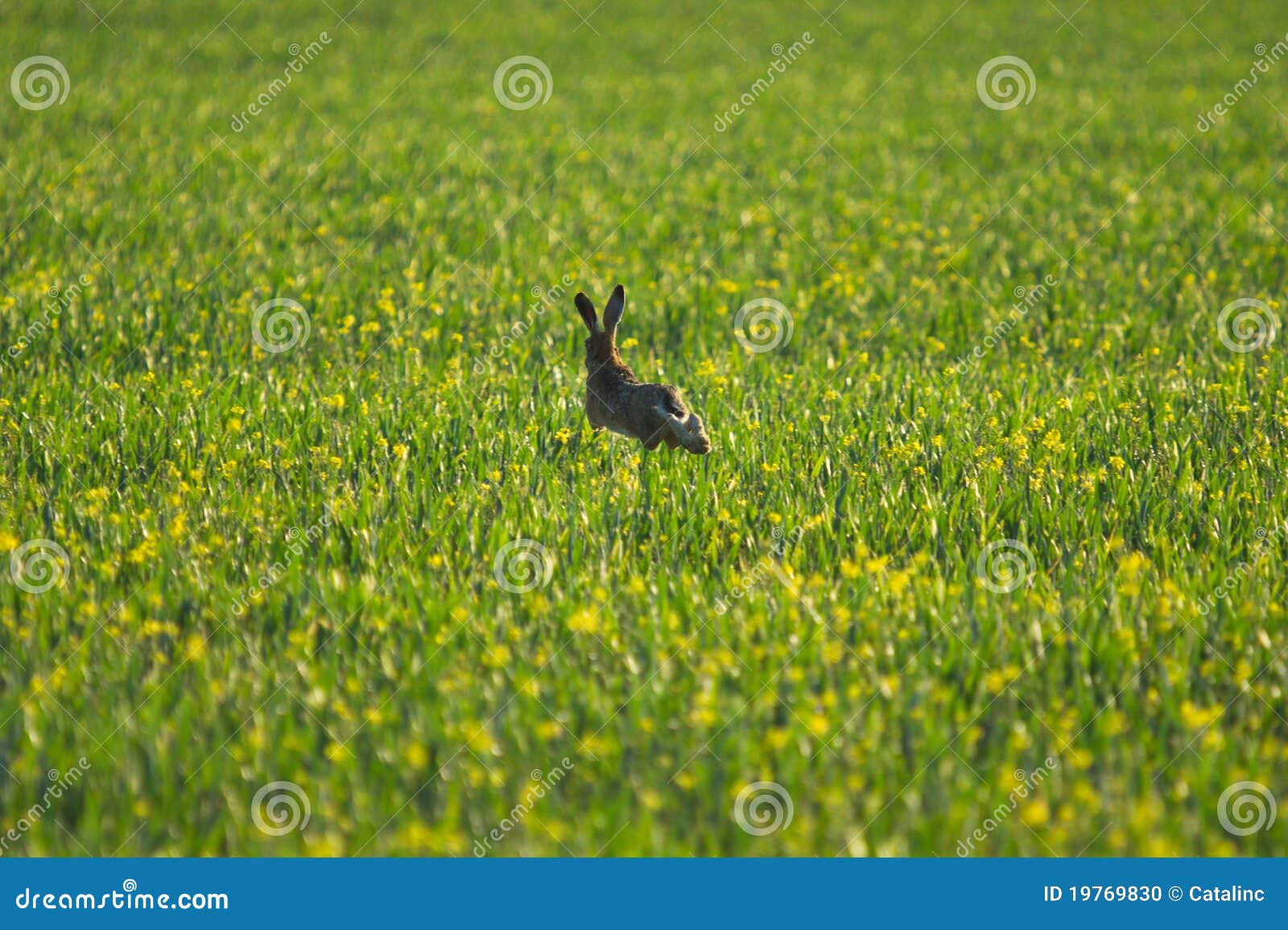 Hare stock photo. Image of hare, speed, refuge, race - 19769830