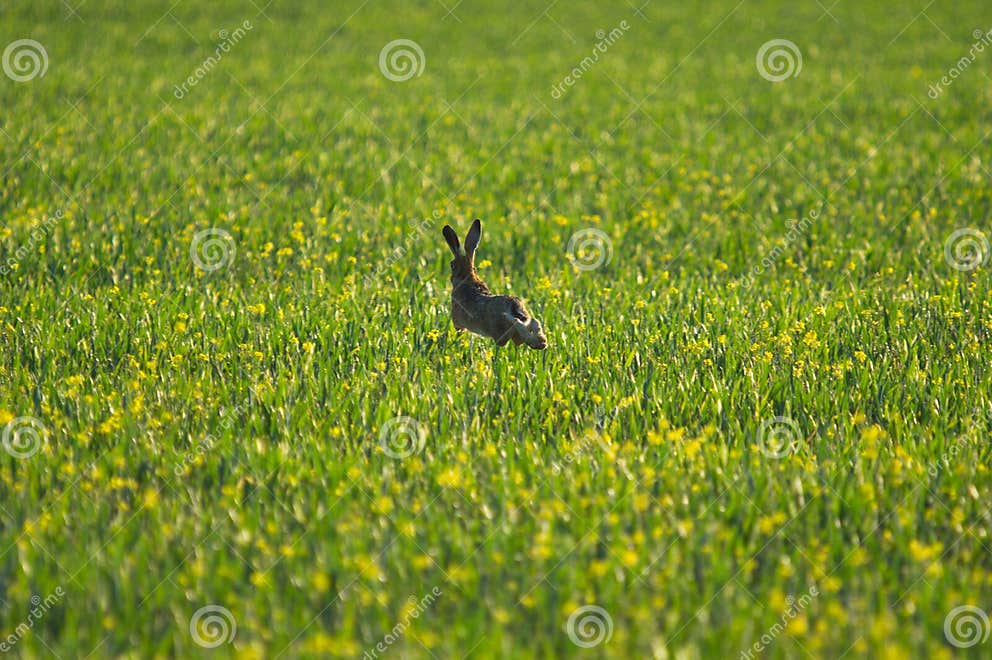 Hare stock photo. Image of hare, speed, refuge, race - 19769830