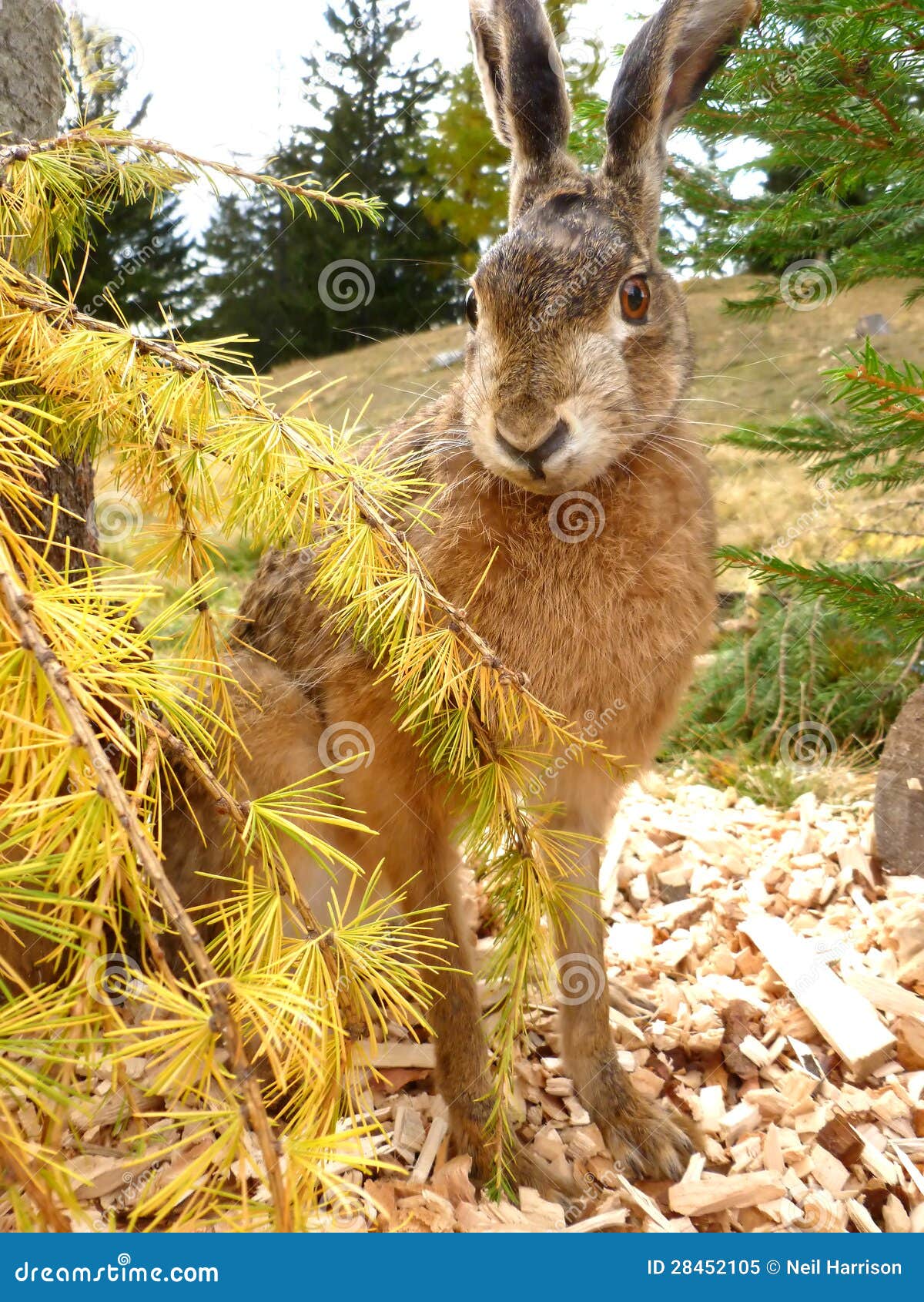 The Hare stock image. Image of rabbit, leporid, animal - 28452105