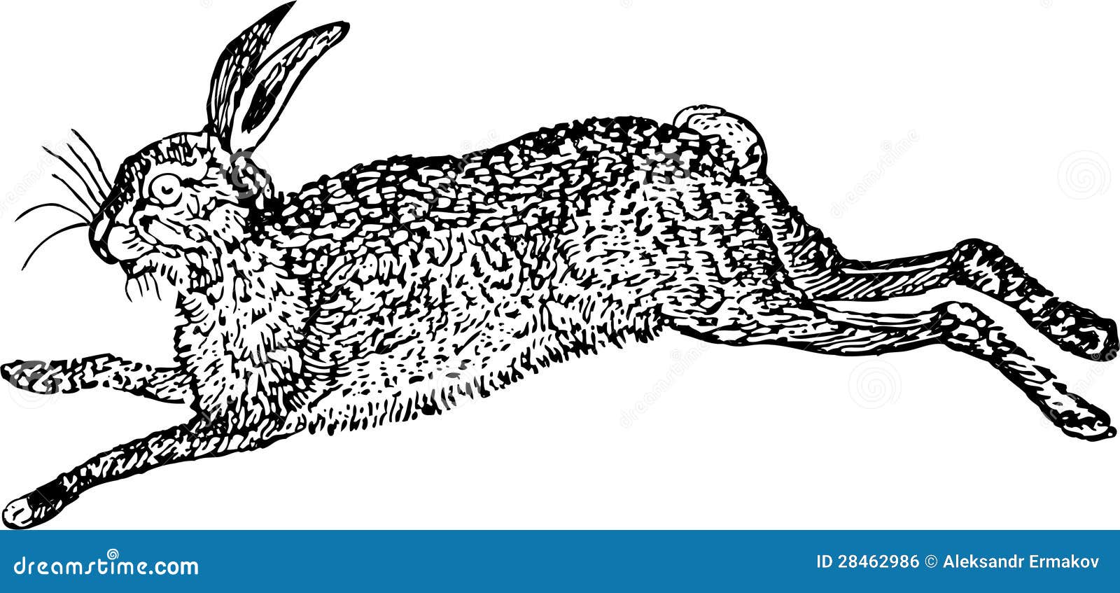 Hare stock vector. Illustration of side, vintage, cute - 28462986