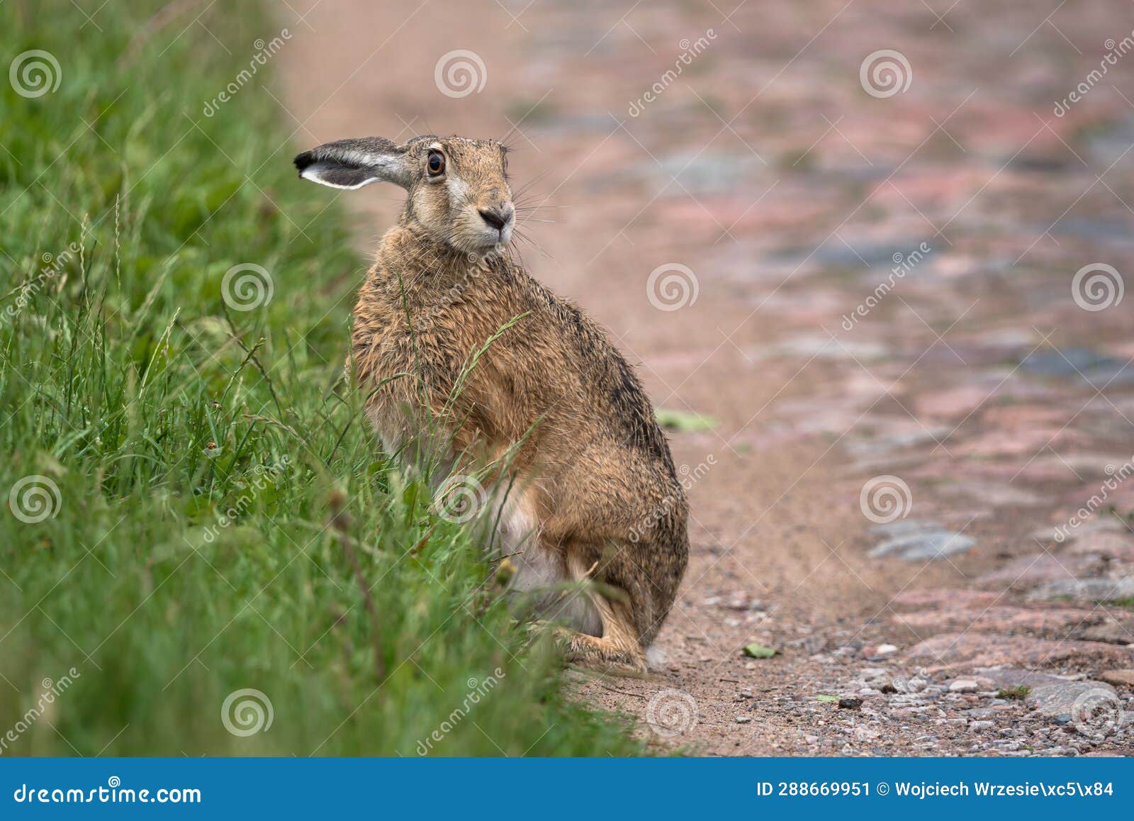 HARE stock image. Image of animal, pretty, outdoor, nature - 288669951