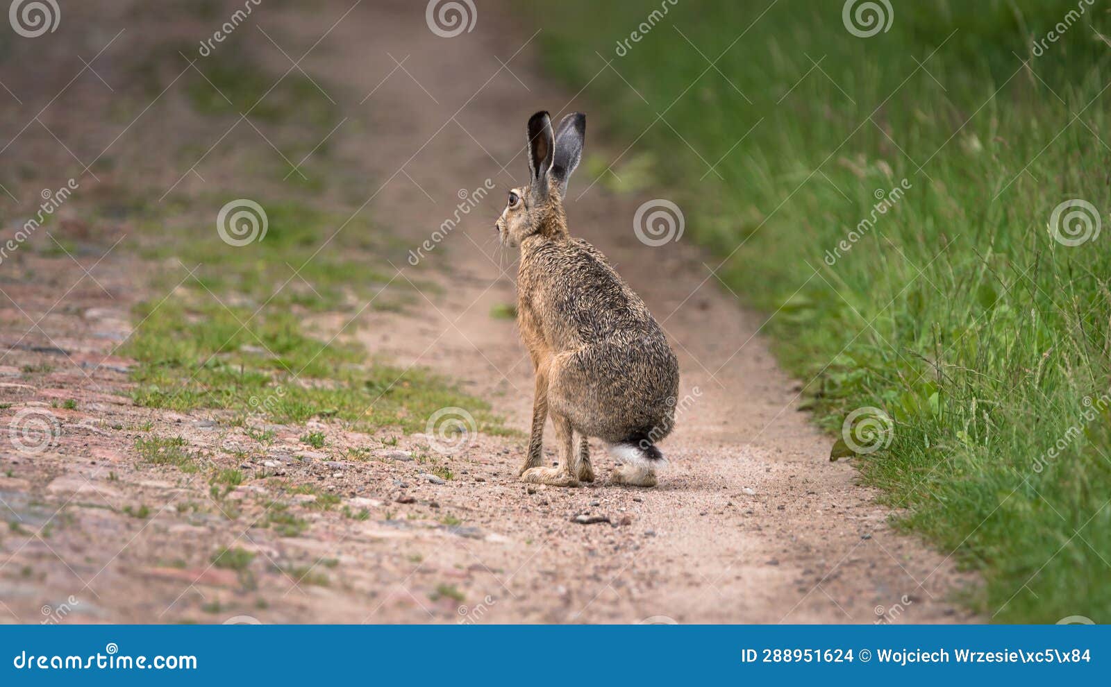 HARE stock photo. Image of environment, natural, fast - 288951624