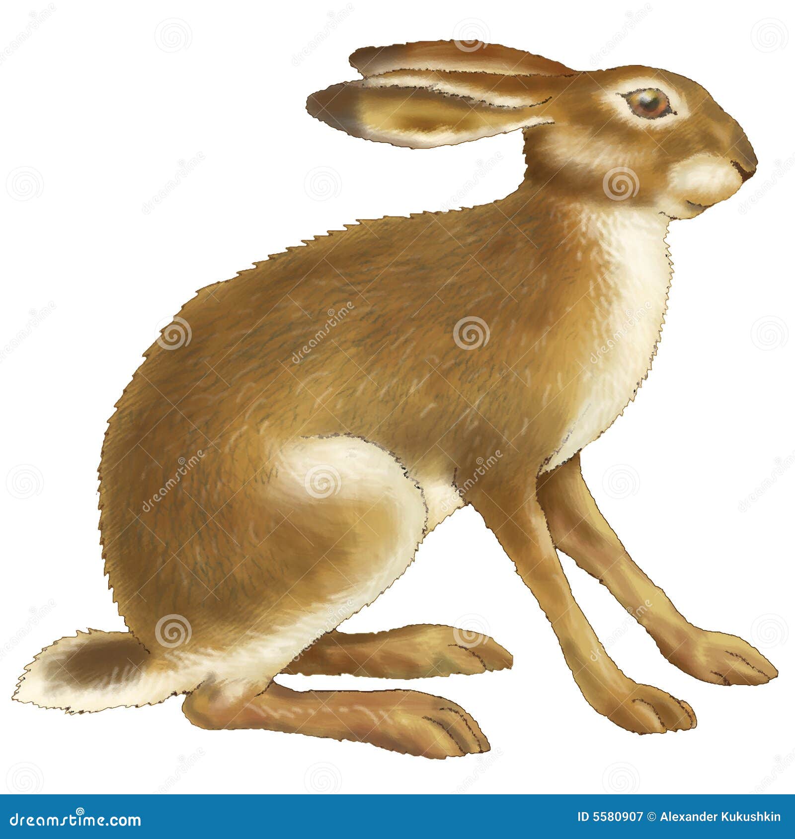 Hare stock illustration. Illustration of rodent, mammal - 5580907