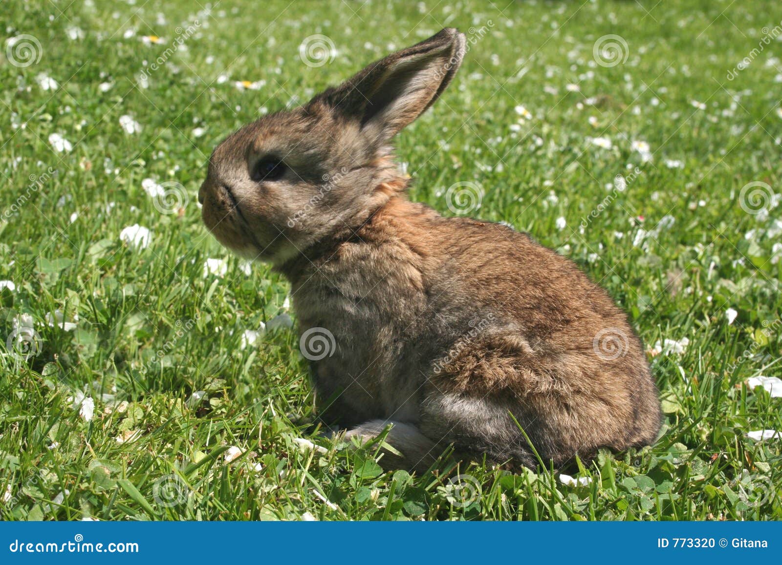 Hare stock photo. Image of ears, hare, sweetly, nice, easter - 773320