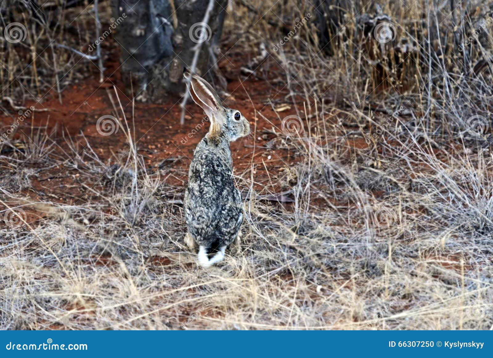 Hare stock photo. Image of masai, wildlife, mammals, amboseli - 66307250