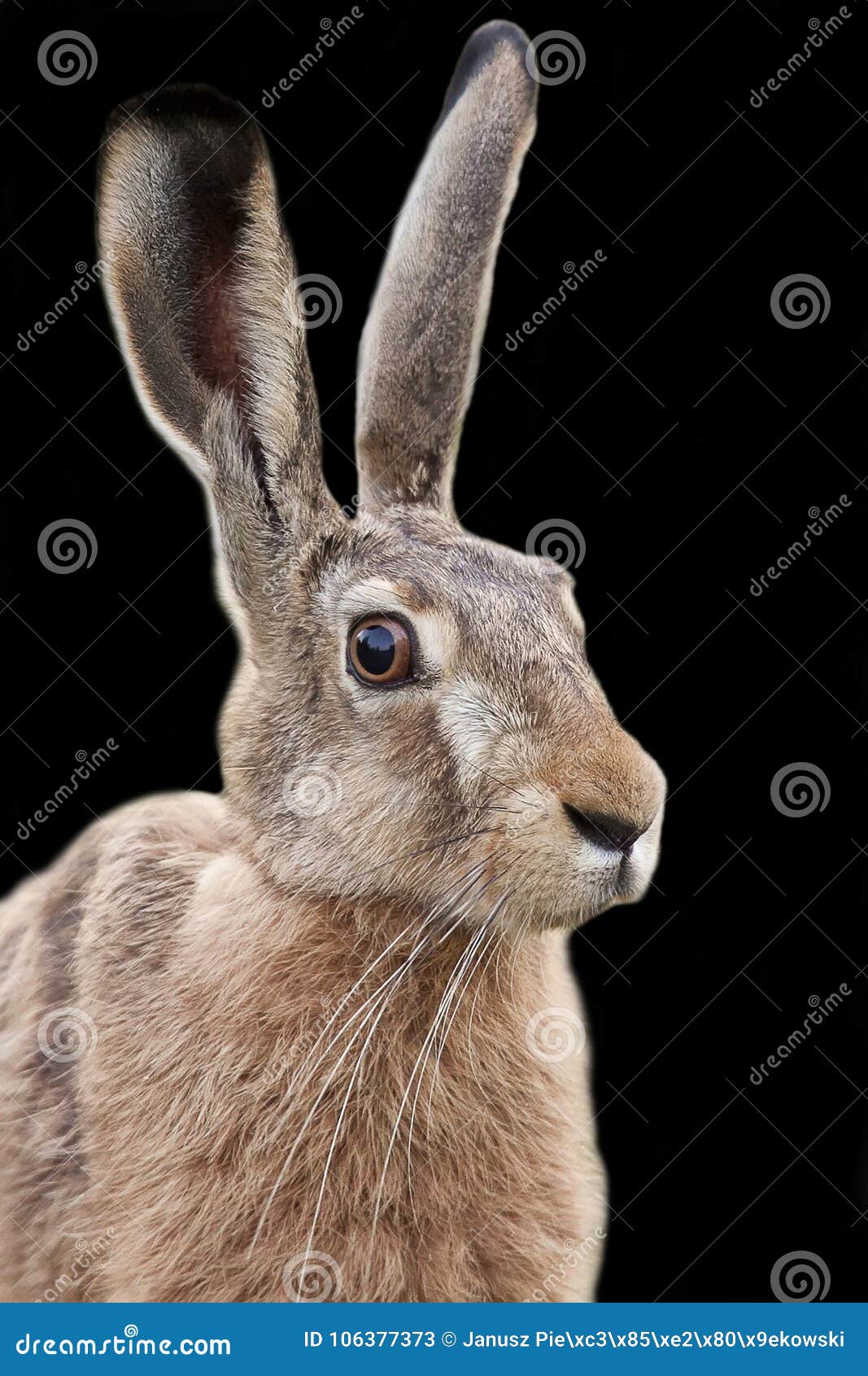 Hare on a black background stock image. Image of background - 106377373
