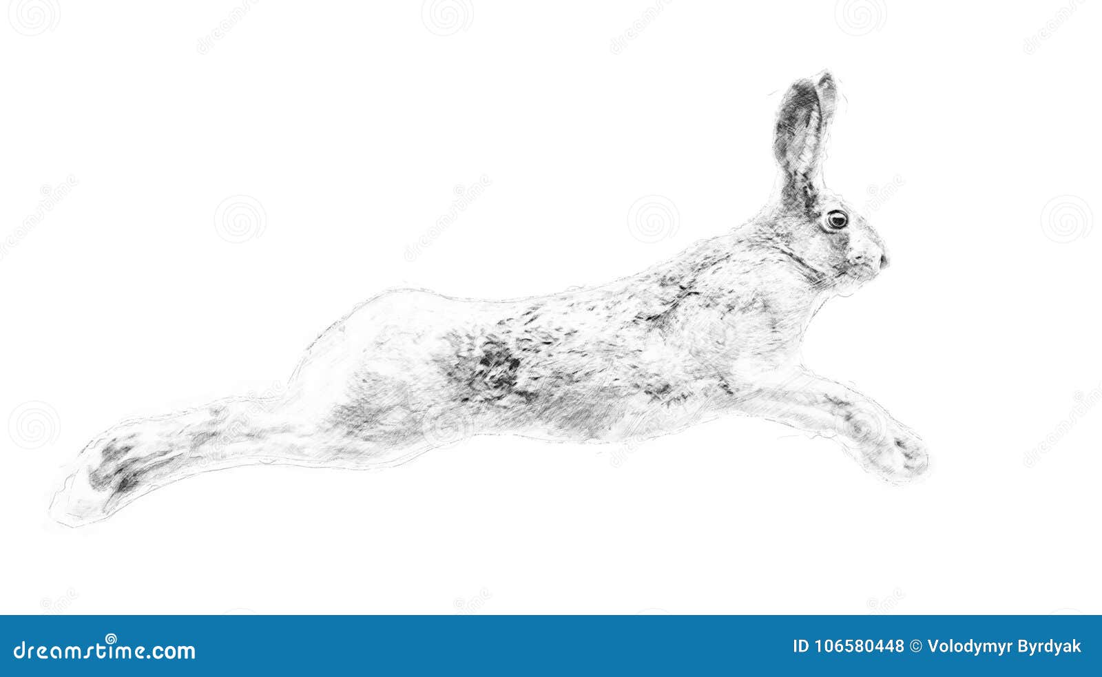 Hare. Sketch with pencil stock illustration. Illustration of happy ...