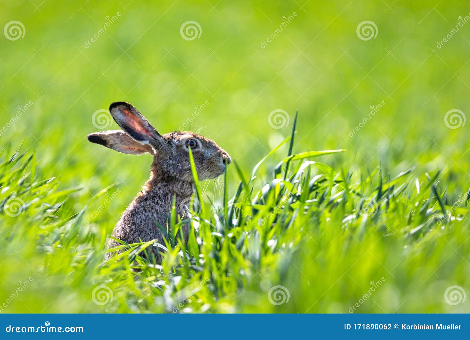 Hare, Brown Hare in Field 6 Stock Photo - Image of summer, portrait ...