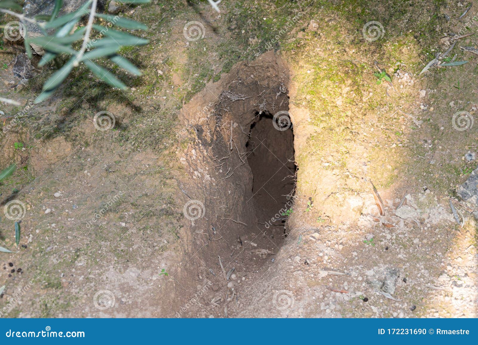 Hare burrow in the forest stock photo. Image of animals - 172231690