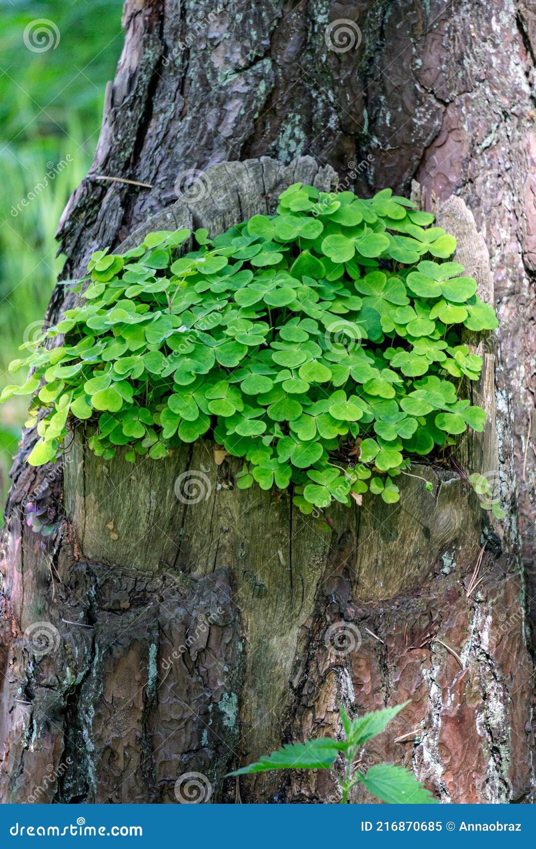 Hare Cabbage Has Grown on a Tree Stump in the Forest. Stock Image ...