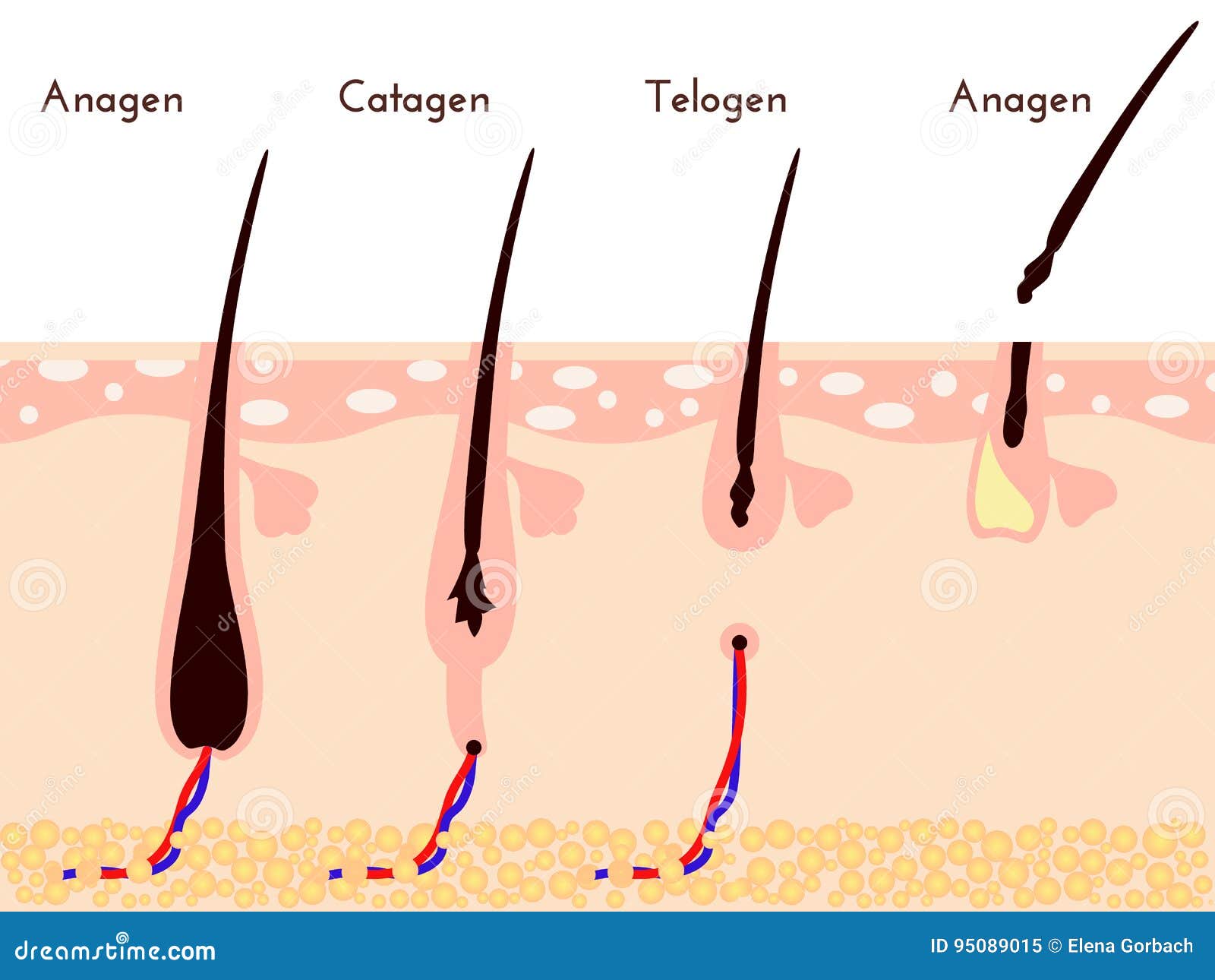 Hare Care Loos. Life Cycle of Hair Fall. Vector Illustration. Stock ...
