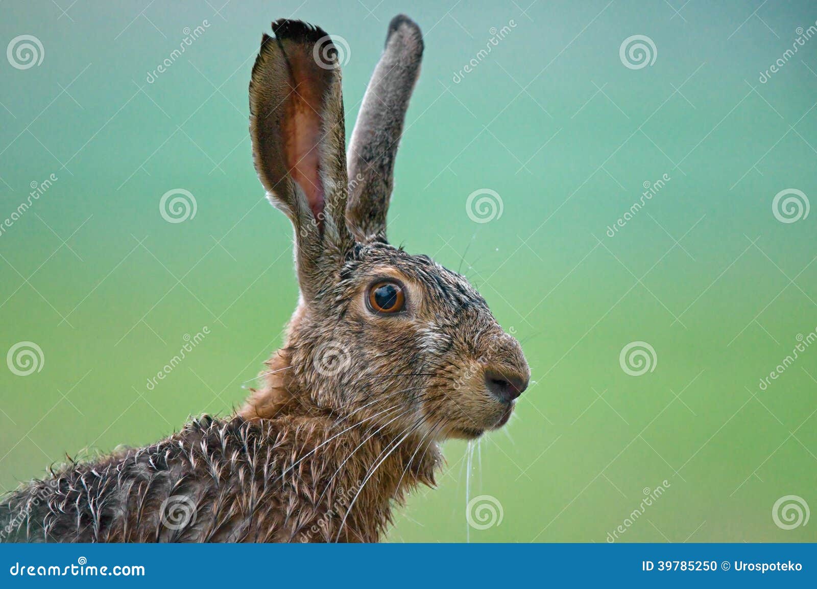 Hare stock photo. Image of hare, ears, wildlife, brown - 39785250