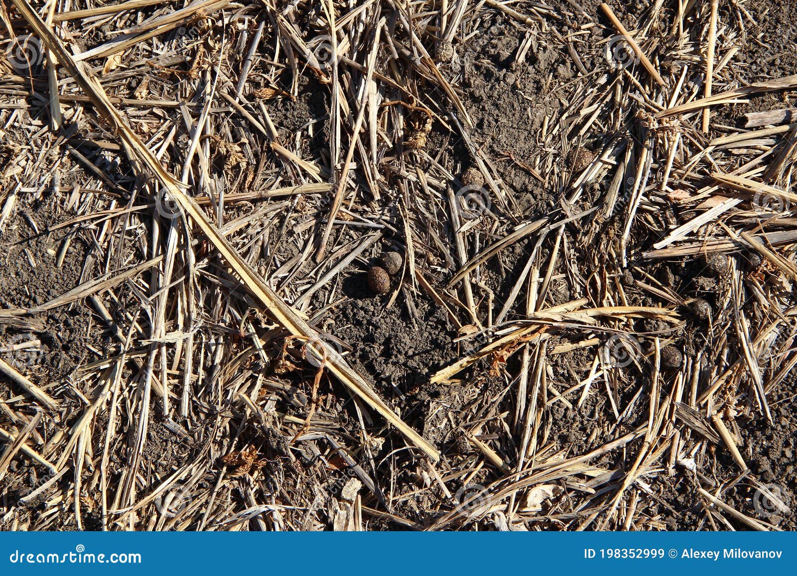 Hare Droppings with Dry Grass in an Agricultural Field Stock Image ...