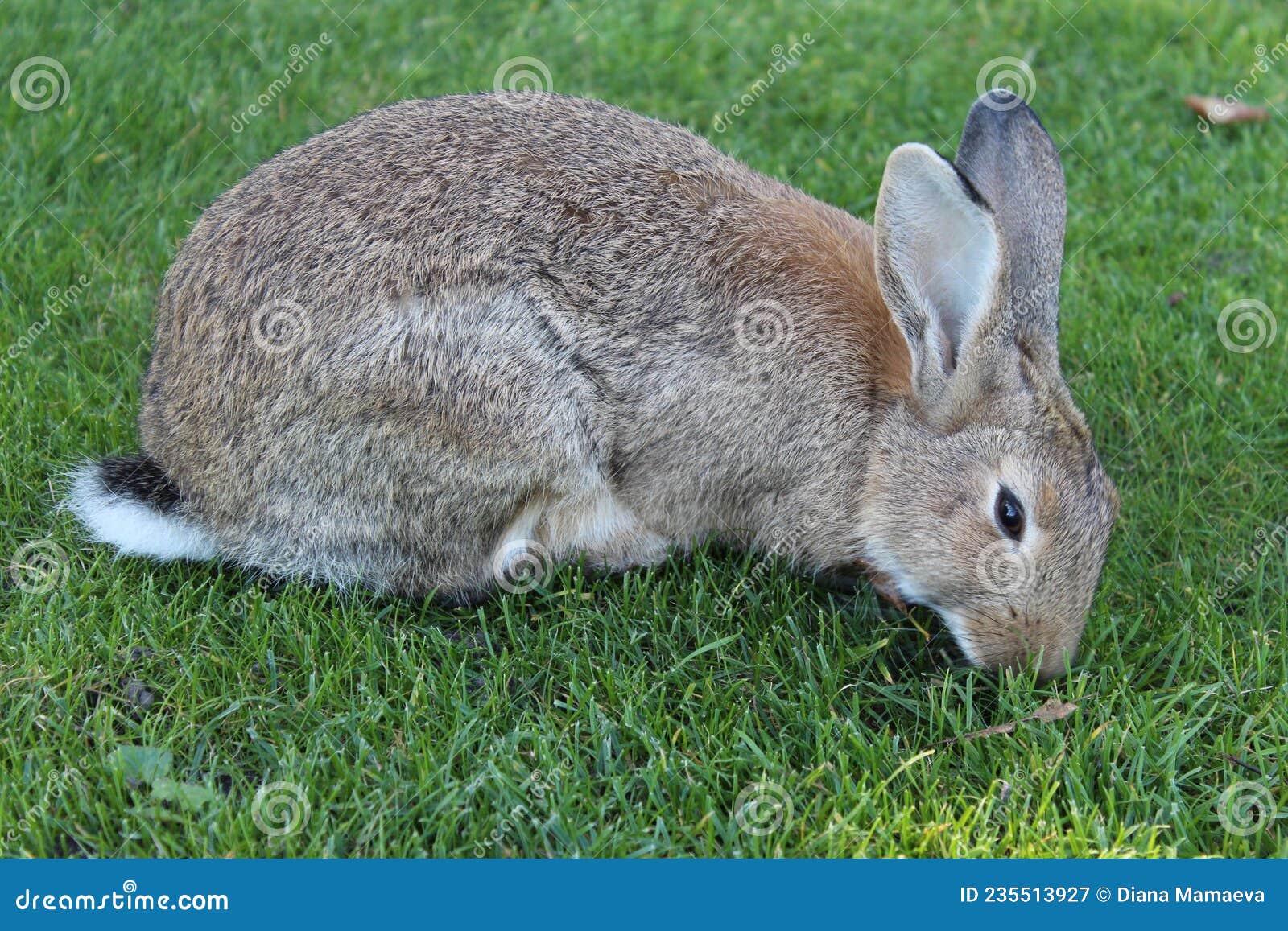 Hare eating grass stock image. Image of animal, grass - 235513927