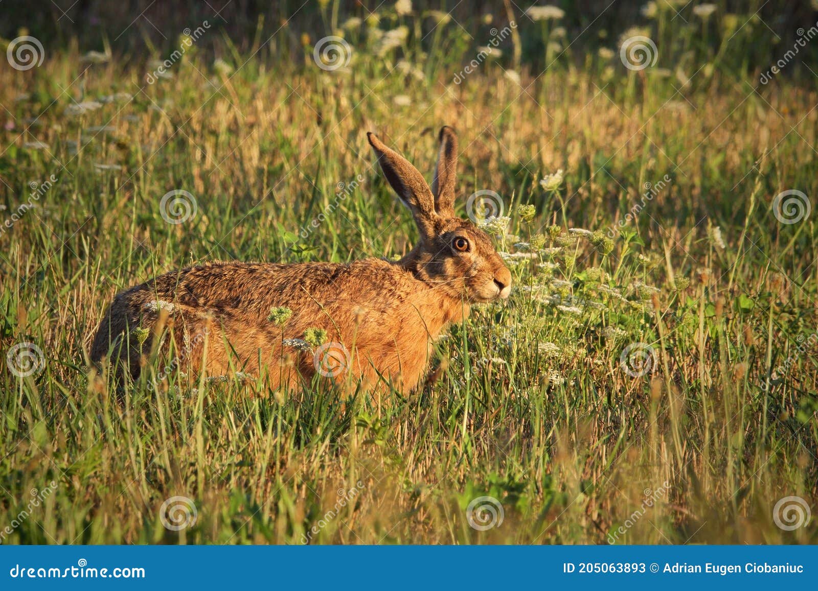 Hare Eating Grass Lepus Europaeus Stock Image - Image of animal ...