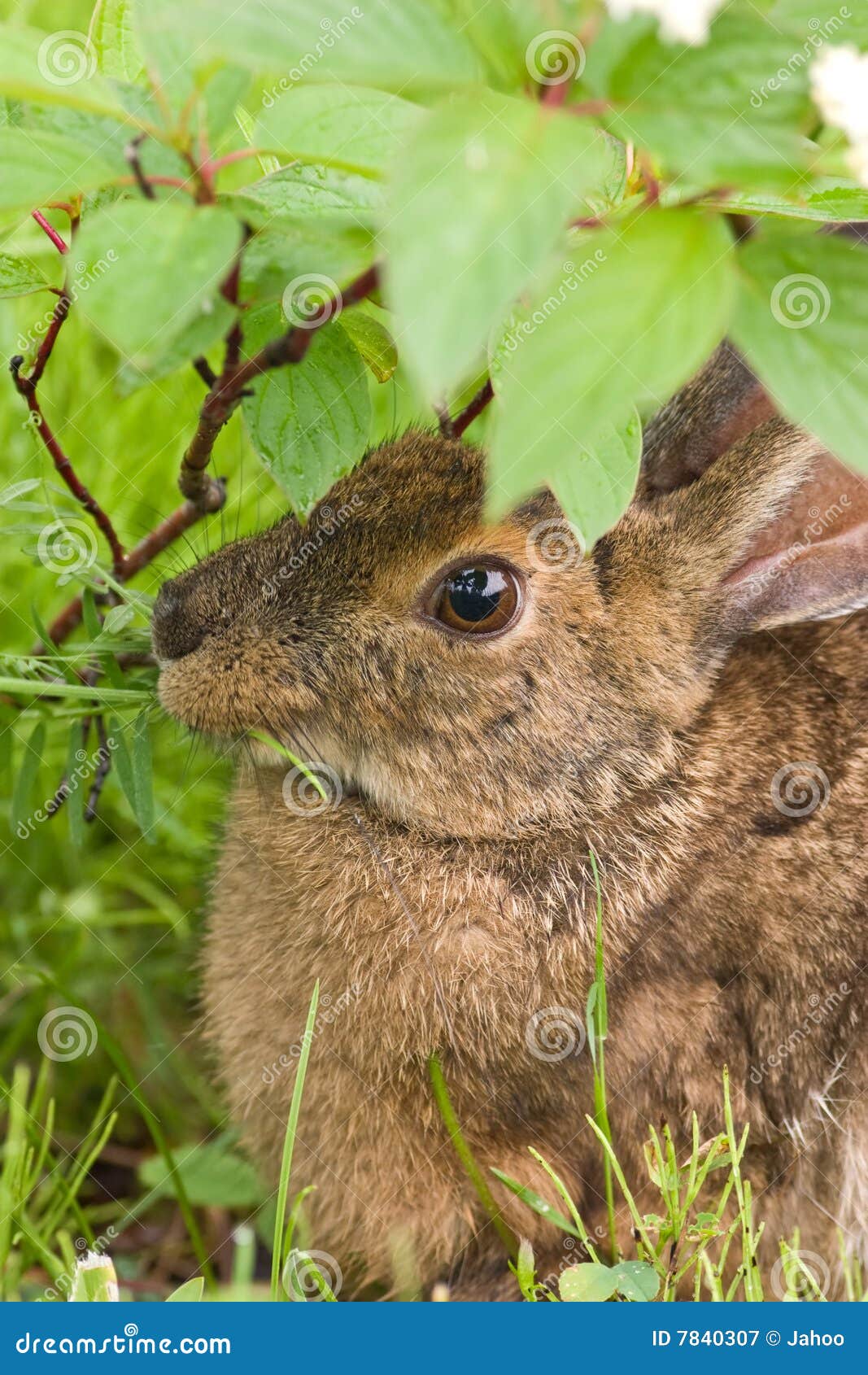 A Hare Feeding on Grass Up Close Stock Image - Image of nature, animal ...