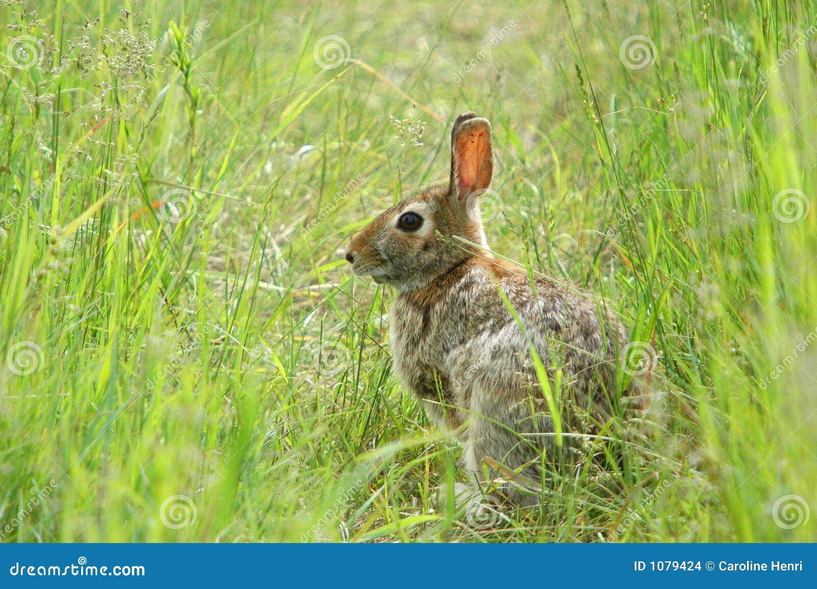 Hare on field stock photo. Image of animal, bunny, hare - 1079424