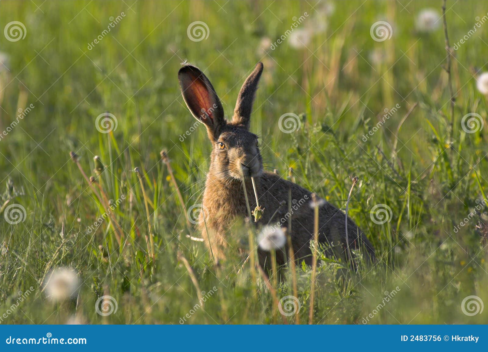 Hare In A Field Royalty Free Stock Image - Image: 2483756