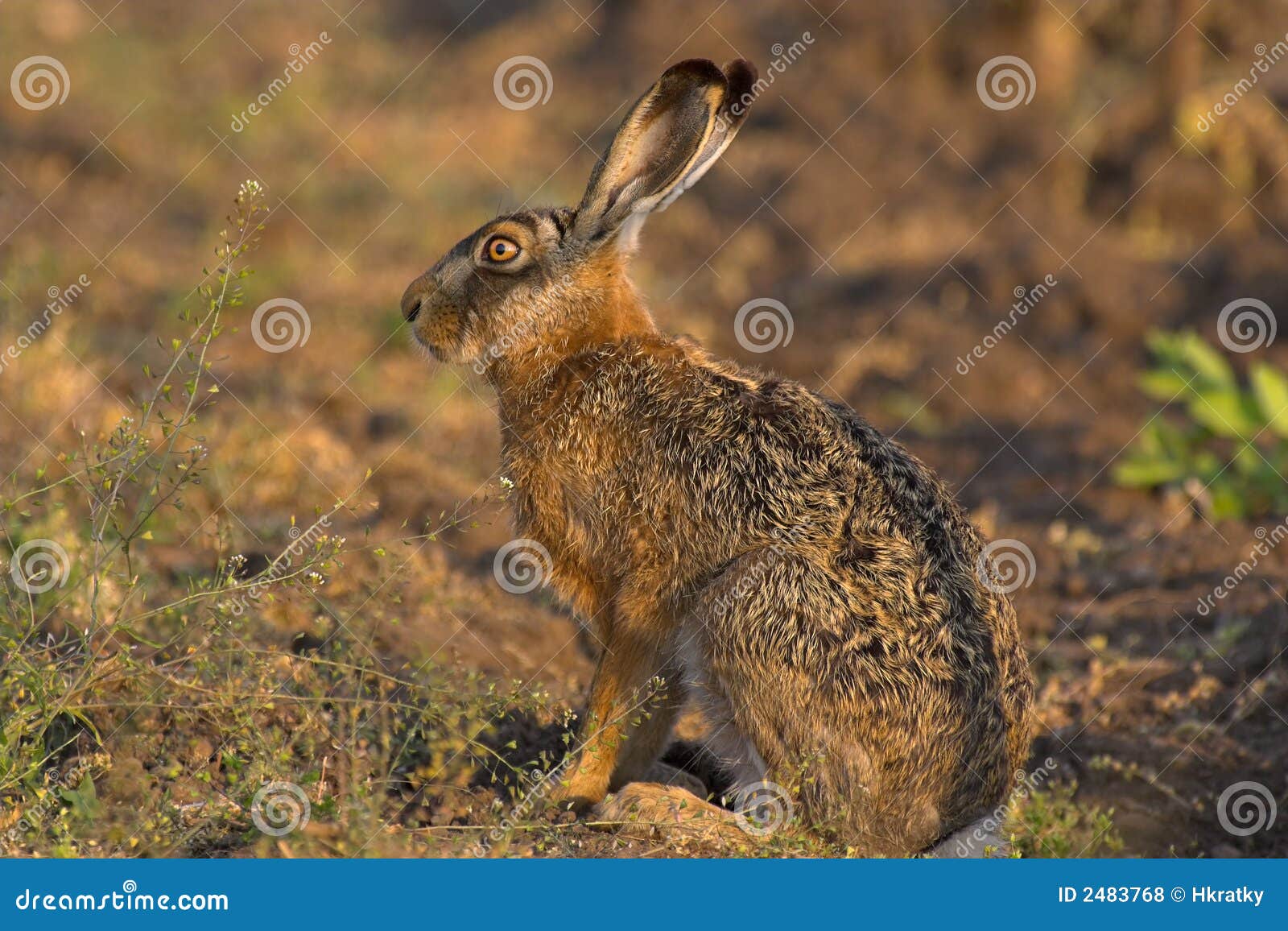 Hare in a field stock photo. Image of hare, rabbit, runaway - 2483768