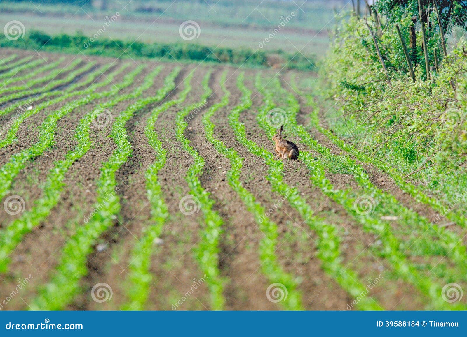 Hare on a field stock photo. Image of agriculture, spring - 39588184