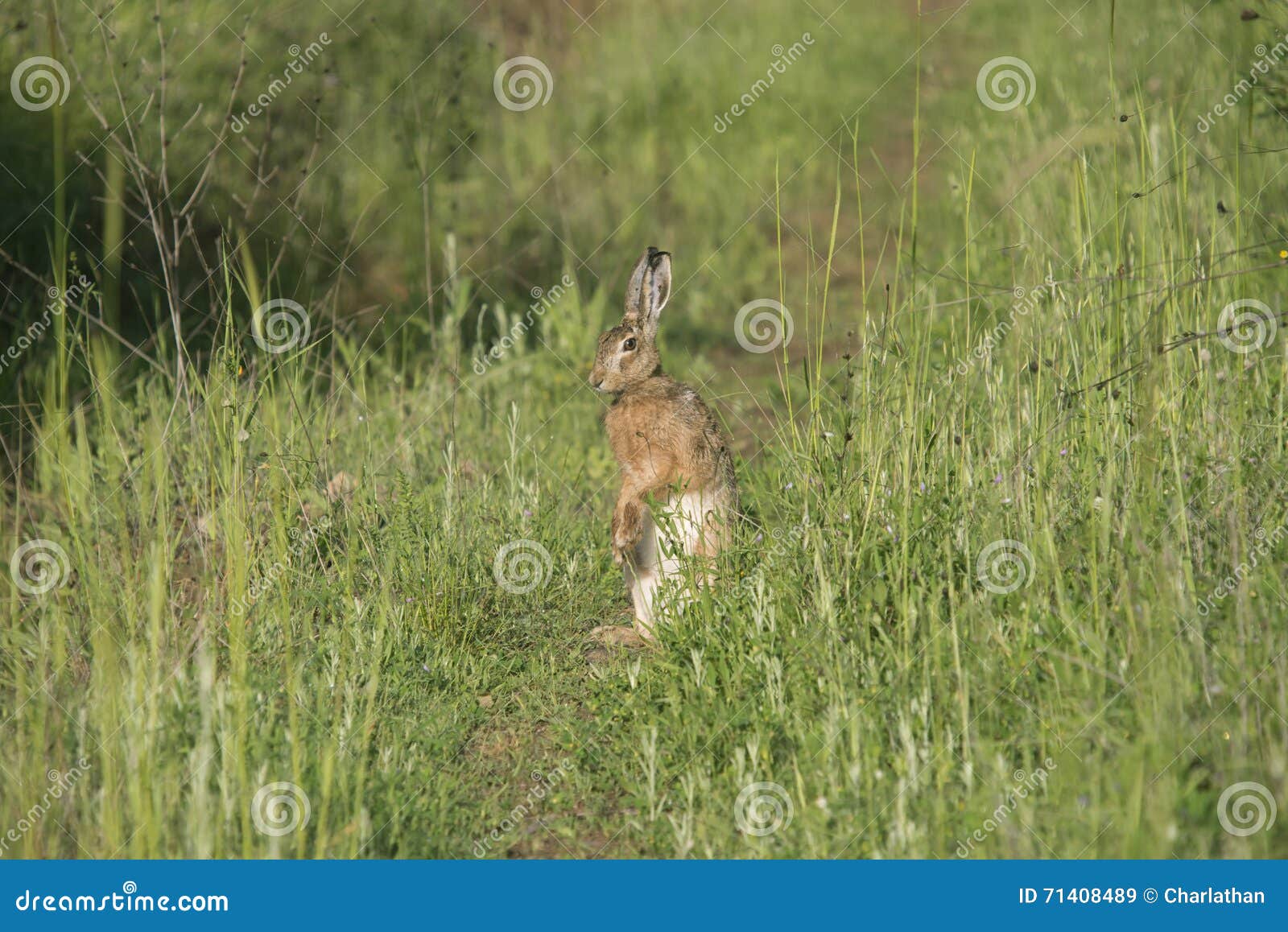 Hare in the field stock image. Image of europaeus, field - 71408489