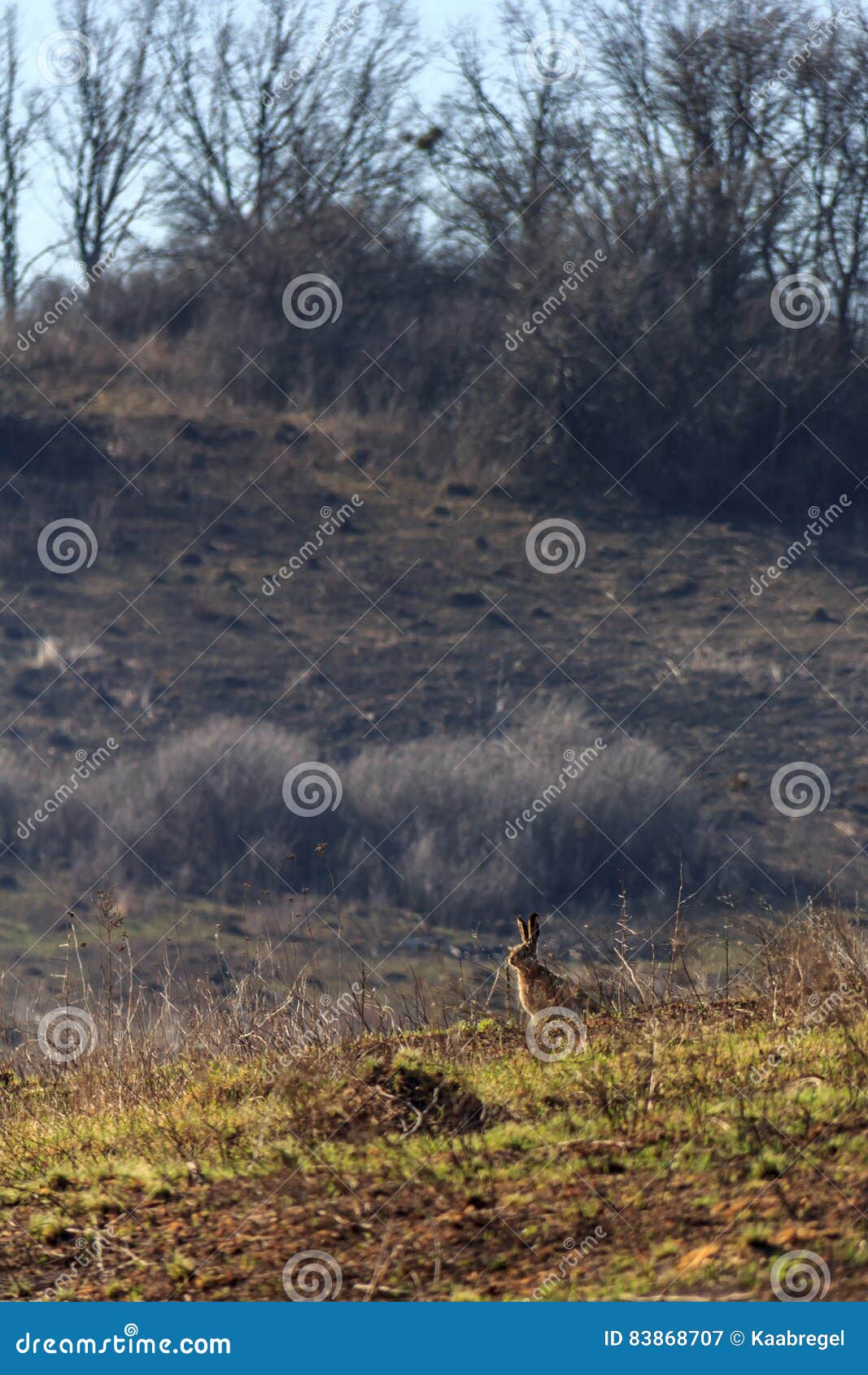 Hare in a field stock image. Image of wild, speedy, herbivore - 83868707