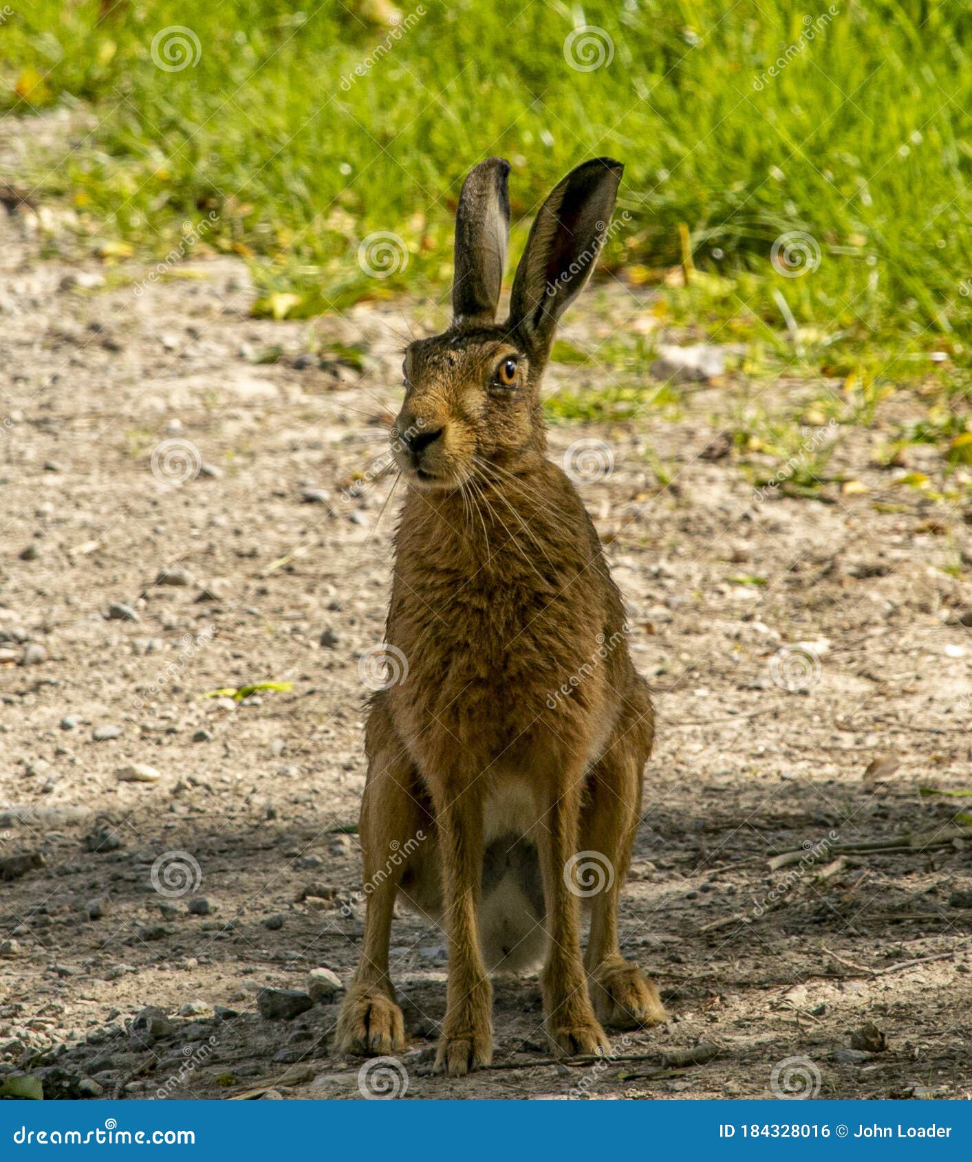 Hare in Springtime in the Dorset Countryside. Stock Photo - Image of ...
