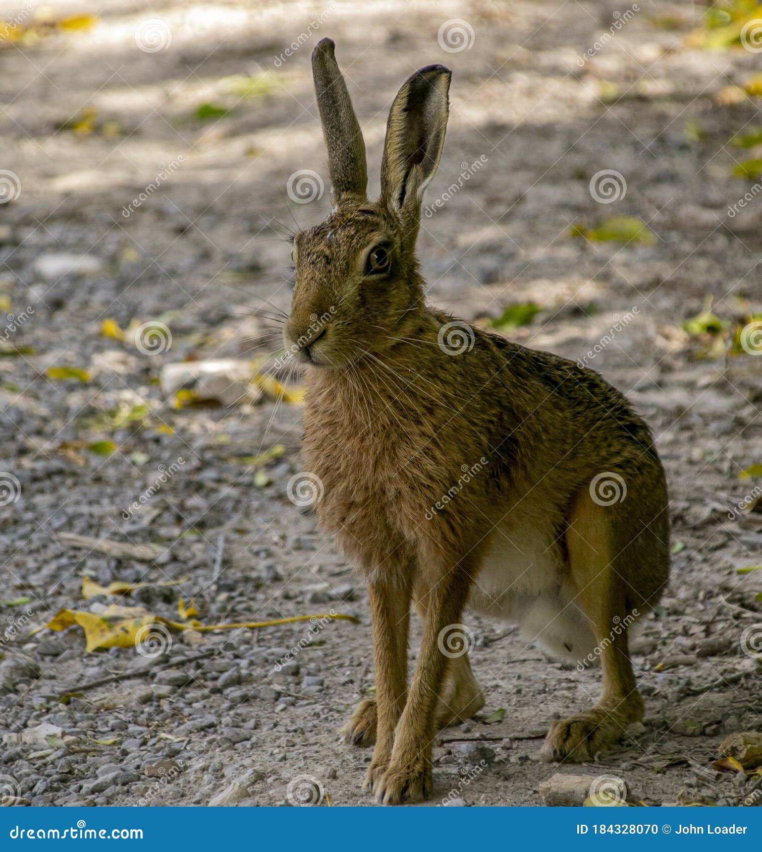 Hare in Springtime in the Dorset Countryside. Stock Photo - Image of ...