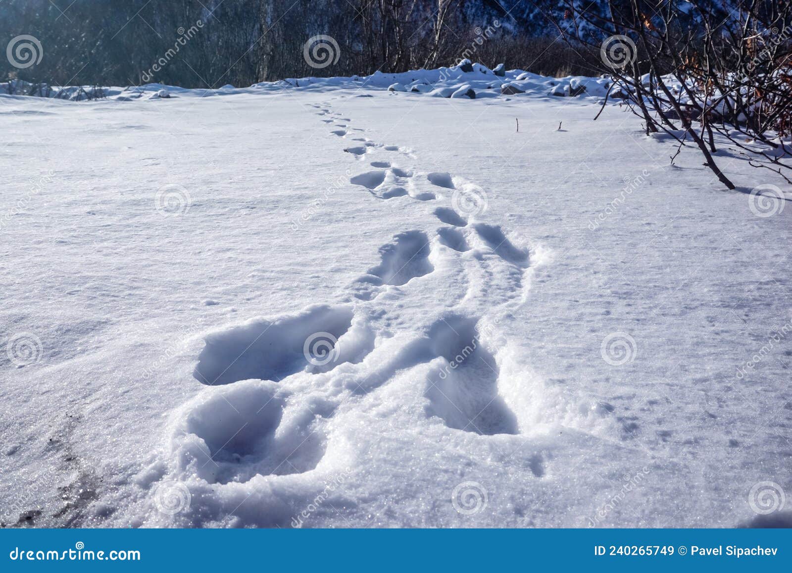 Hare Footprints in the Snow Stock Image - Image of kamchatka, landscape ...