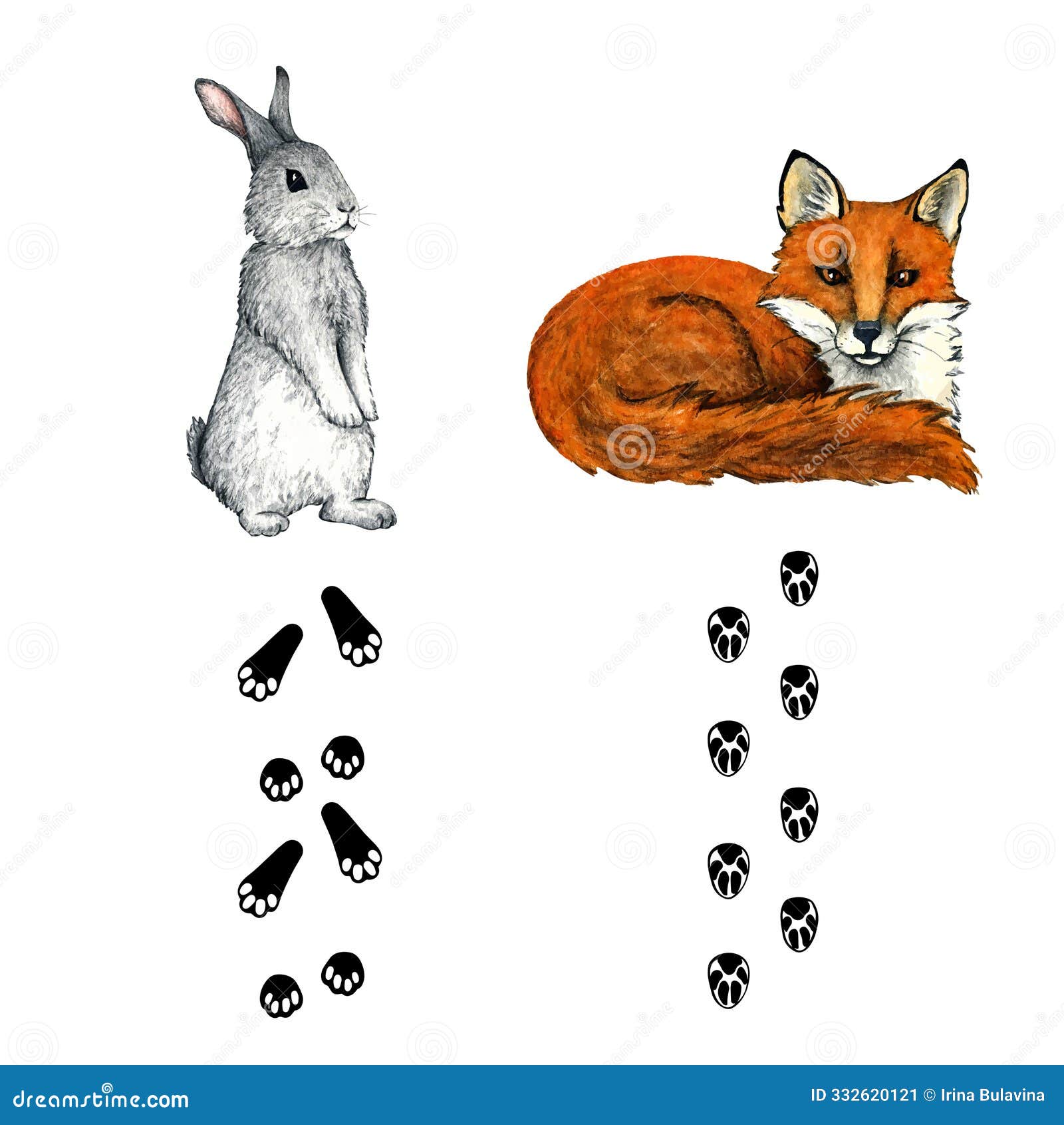 Hare and Fox Tracks. Vector Wild Forest Animal Footprints. Paw Prints ...