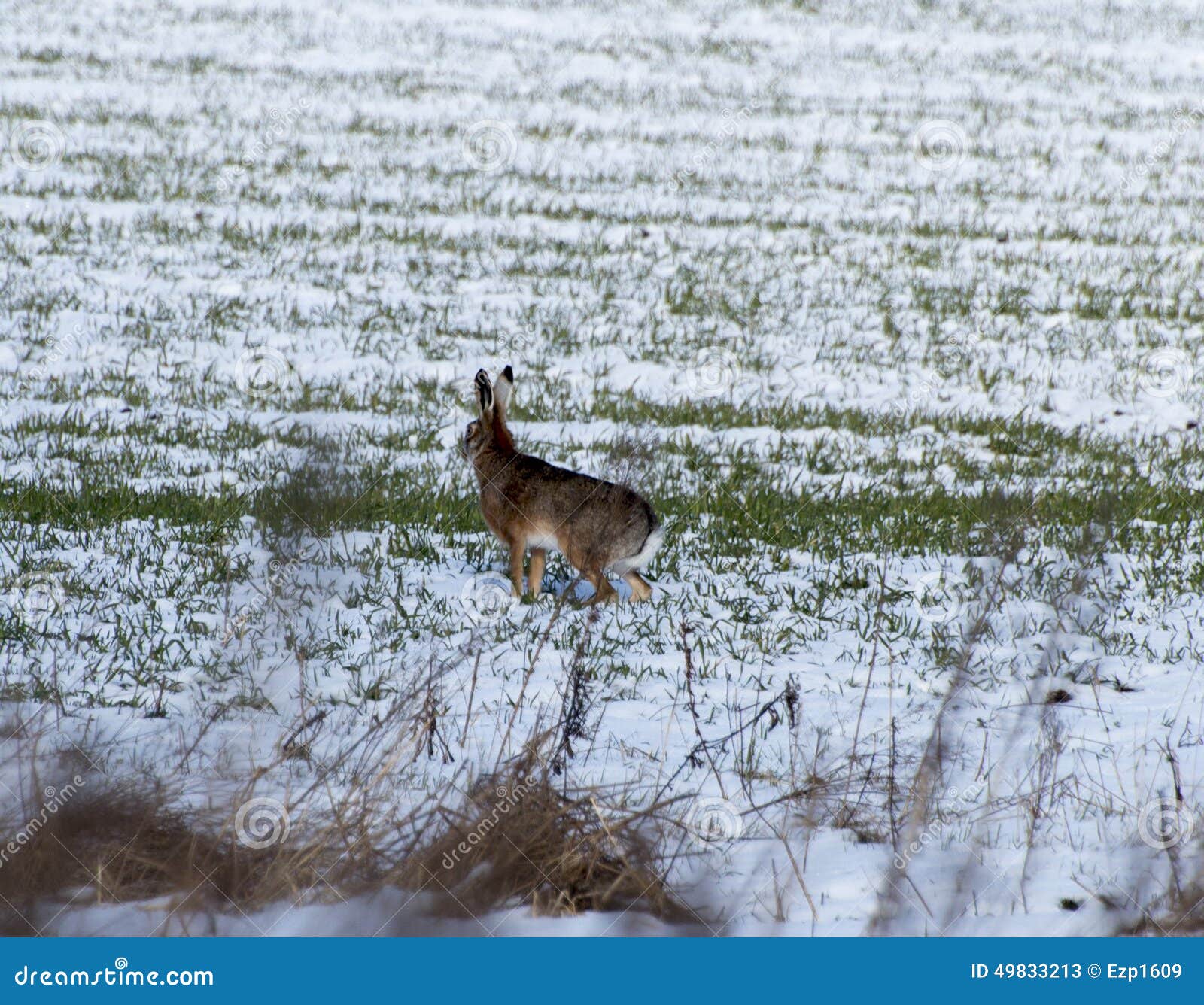 Hare stock image. Image of runner, ears, wild, feet, ready - 49833213