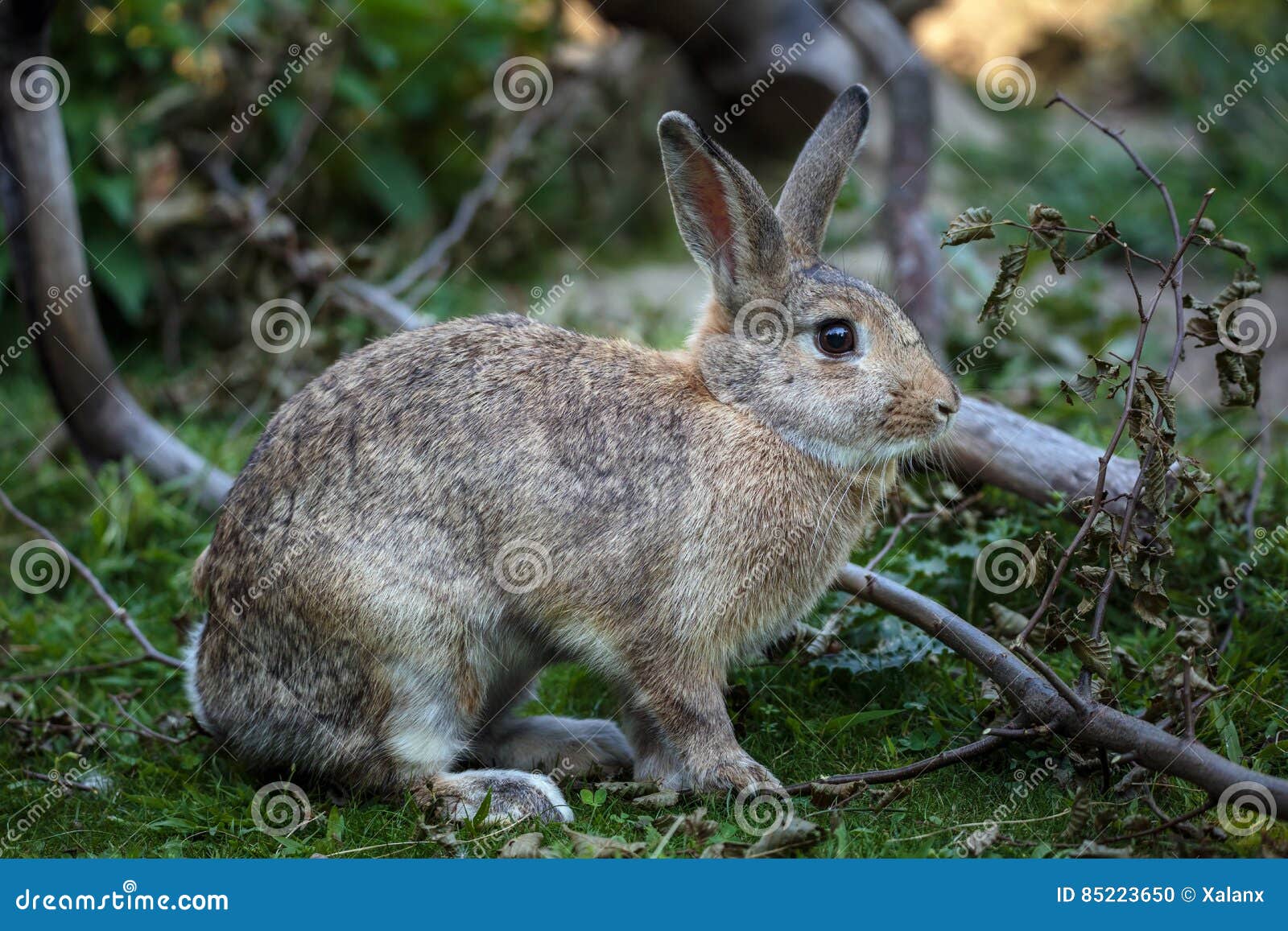 Hare in the grass stock photo. Image of wild, europe - 85223650