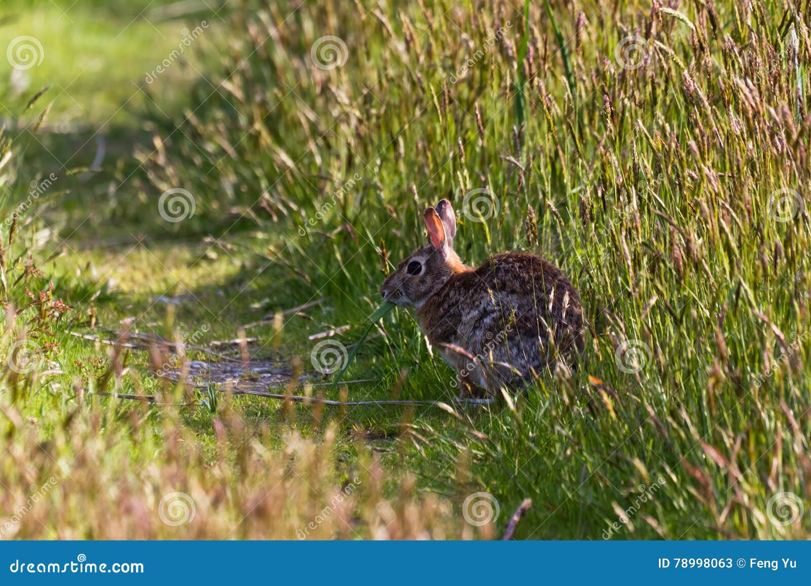 Hare stock image. Image of grass, green, lawn, wildlife - 78998063