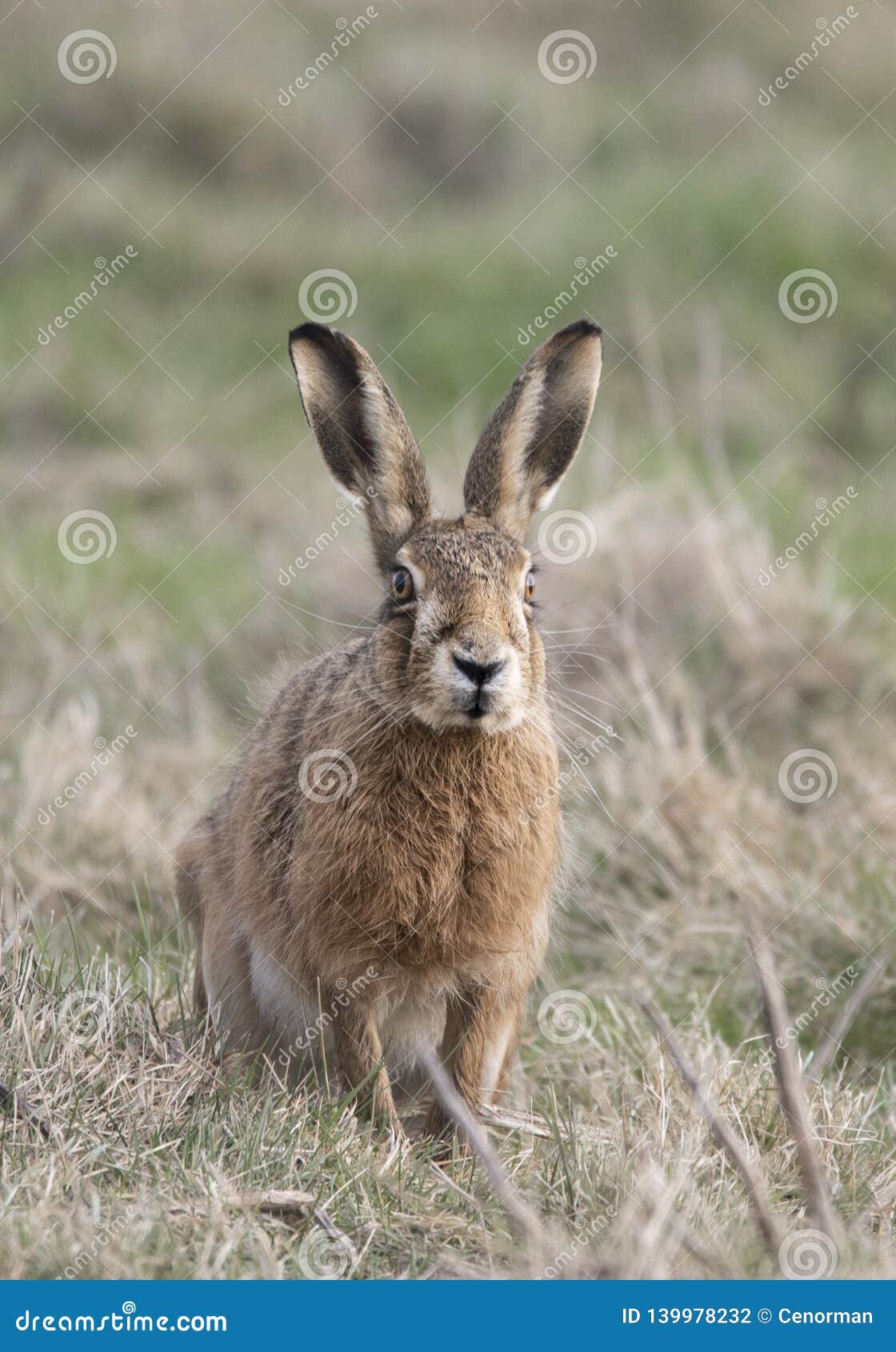 Hare in the grass stock photo. Image of young, pretty - 139978232