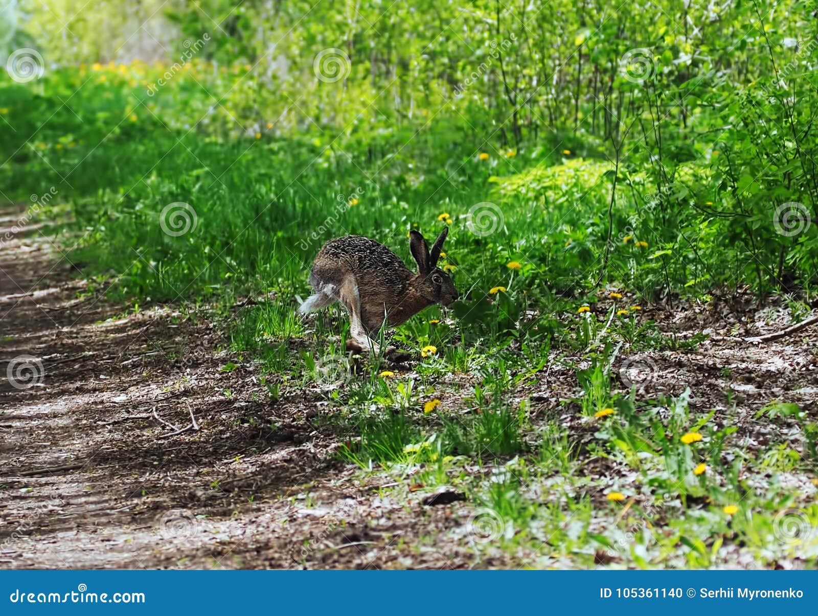 Hare at the green forest stock photo. Image of hares - 105361140