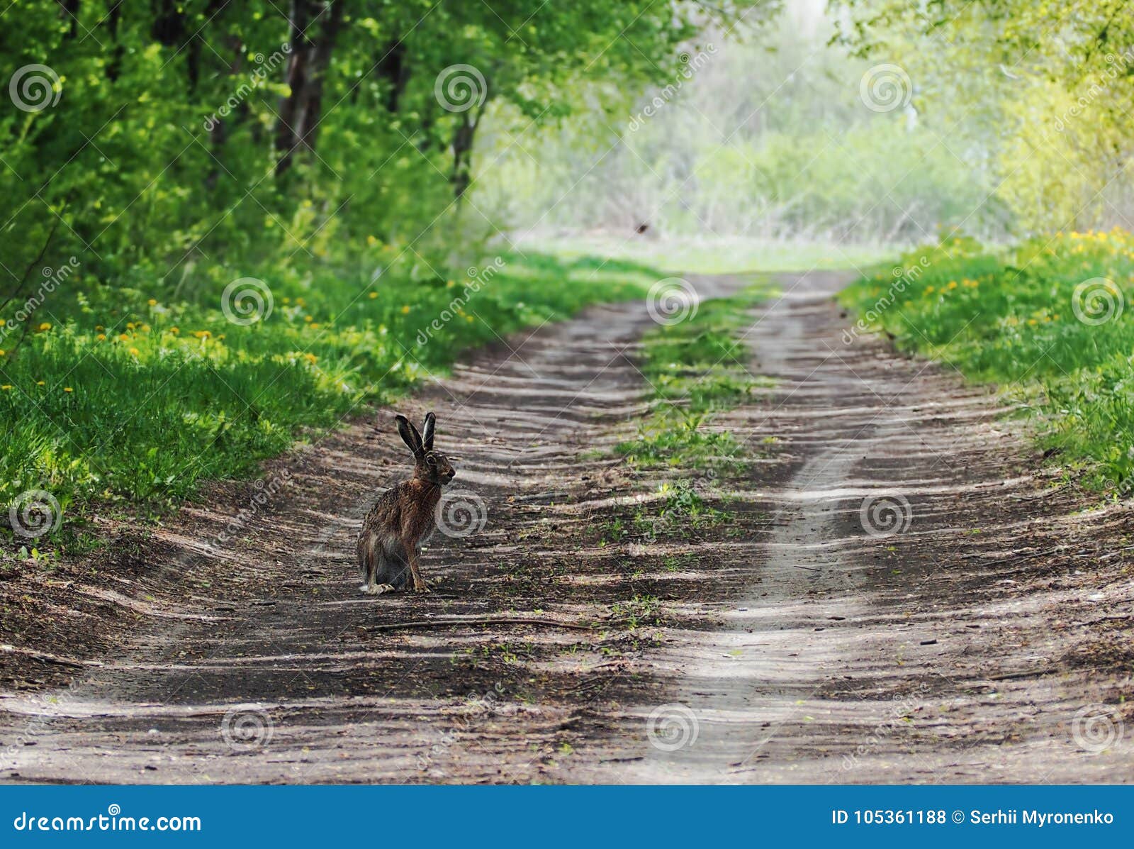 Hare at green forest stock photo. Image of green, mammal - 105361188
