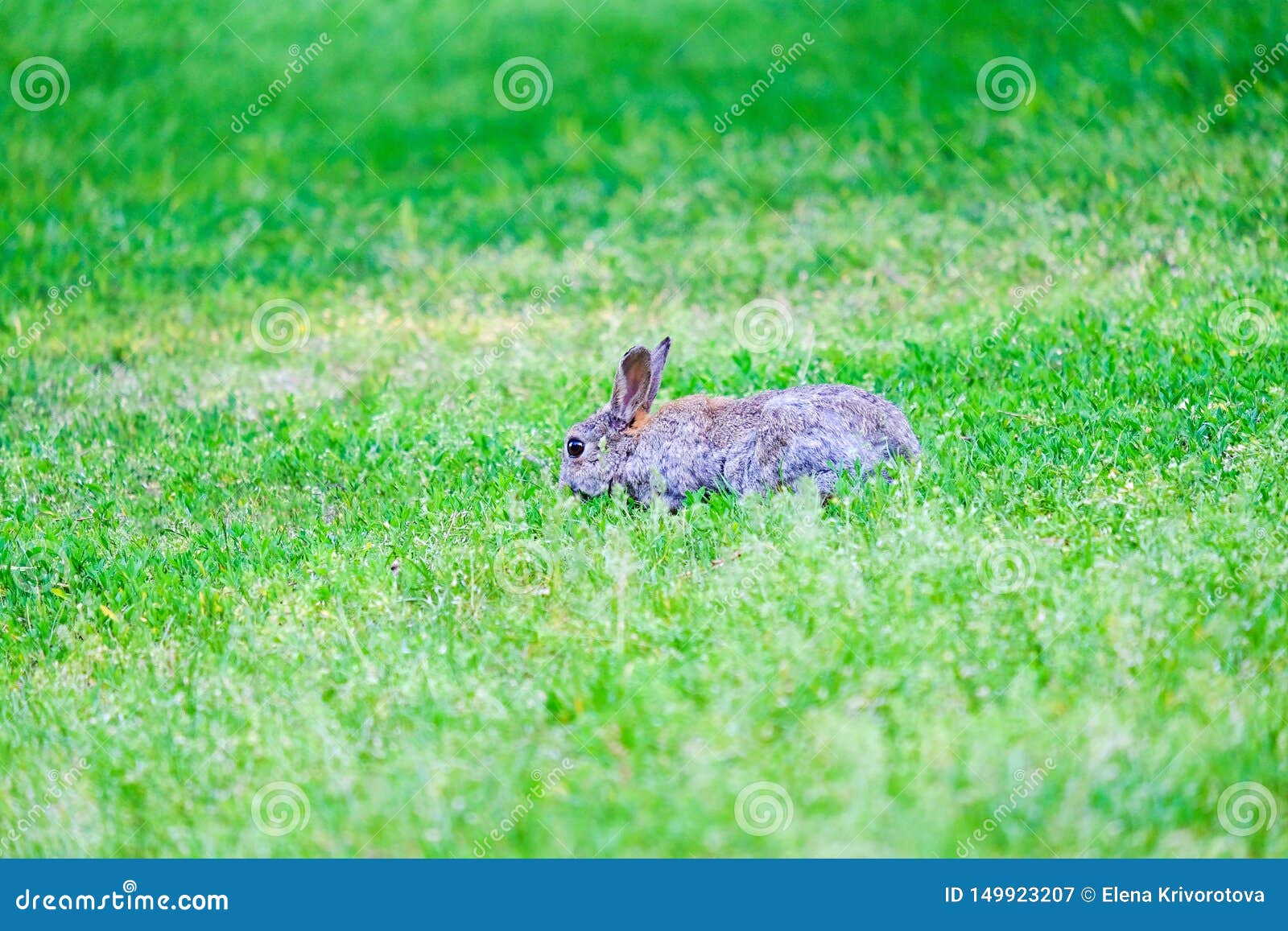 Hare in Green Grass in the Forest Stock Image - Image of green ...
