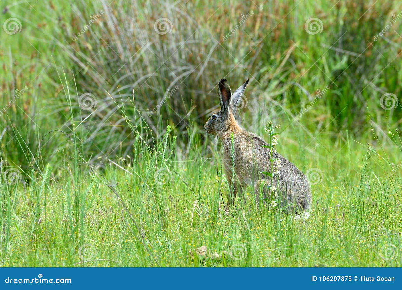 Hare on Green Grass at Letea Forest Stock Image - Image of letea ...