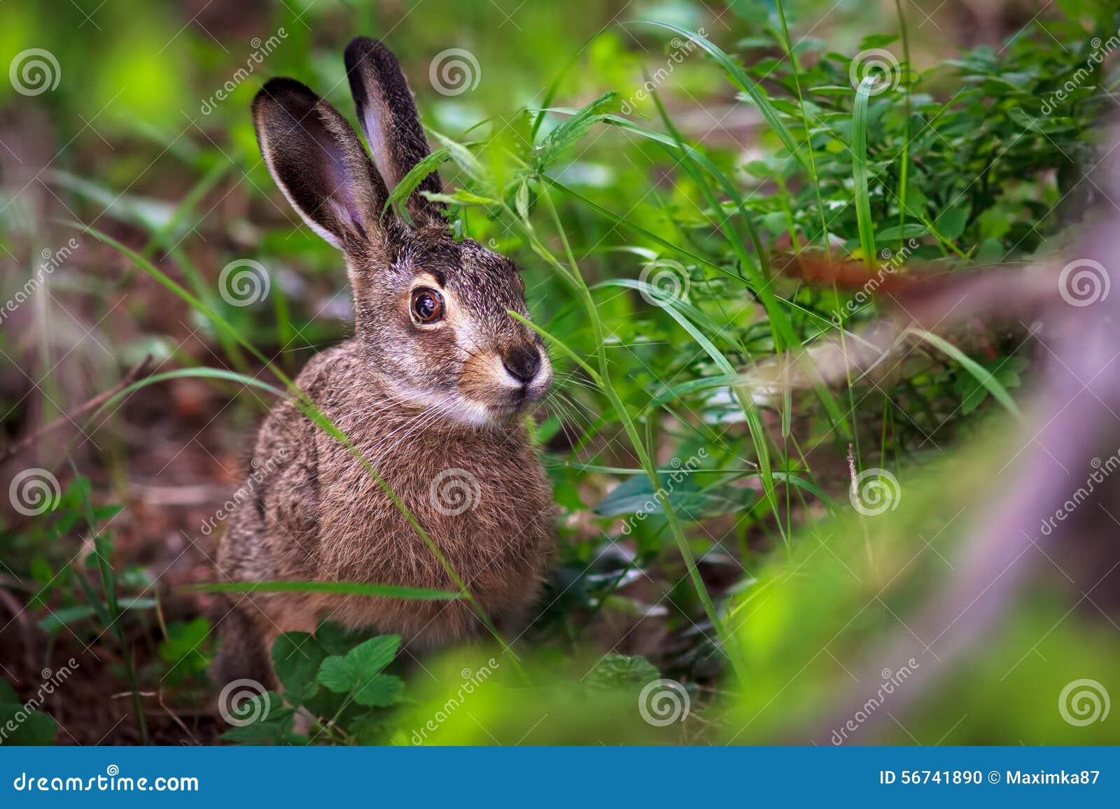 Hare in green grass stock photo. Image of ears, nature - 56741890