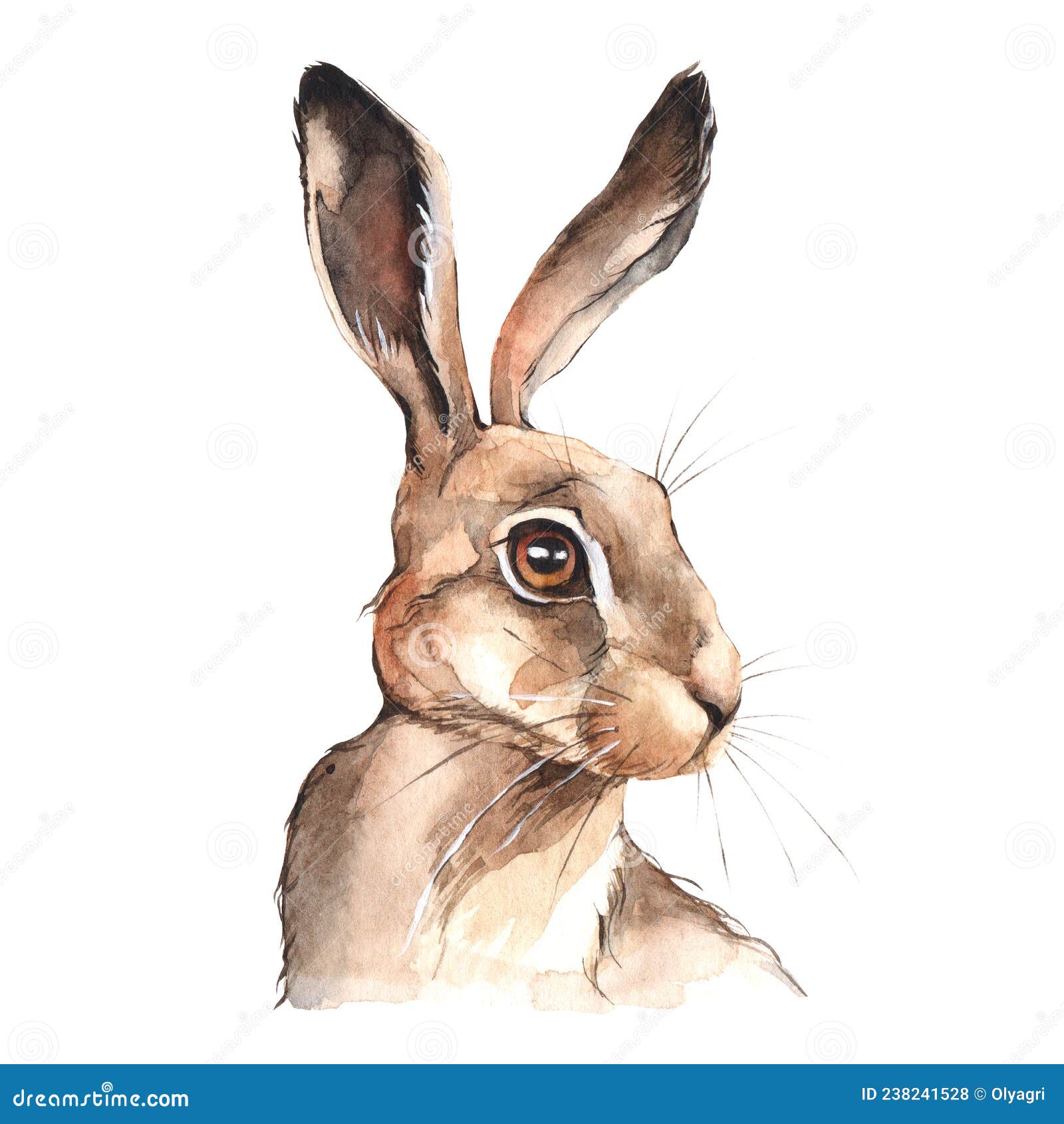 Hare Head Portrait. Watercolor Illustration on White. Stock ...