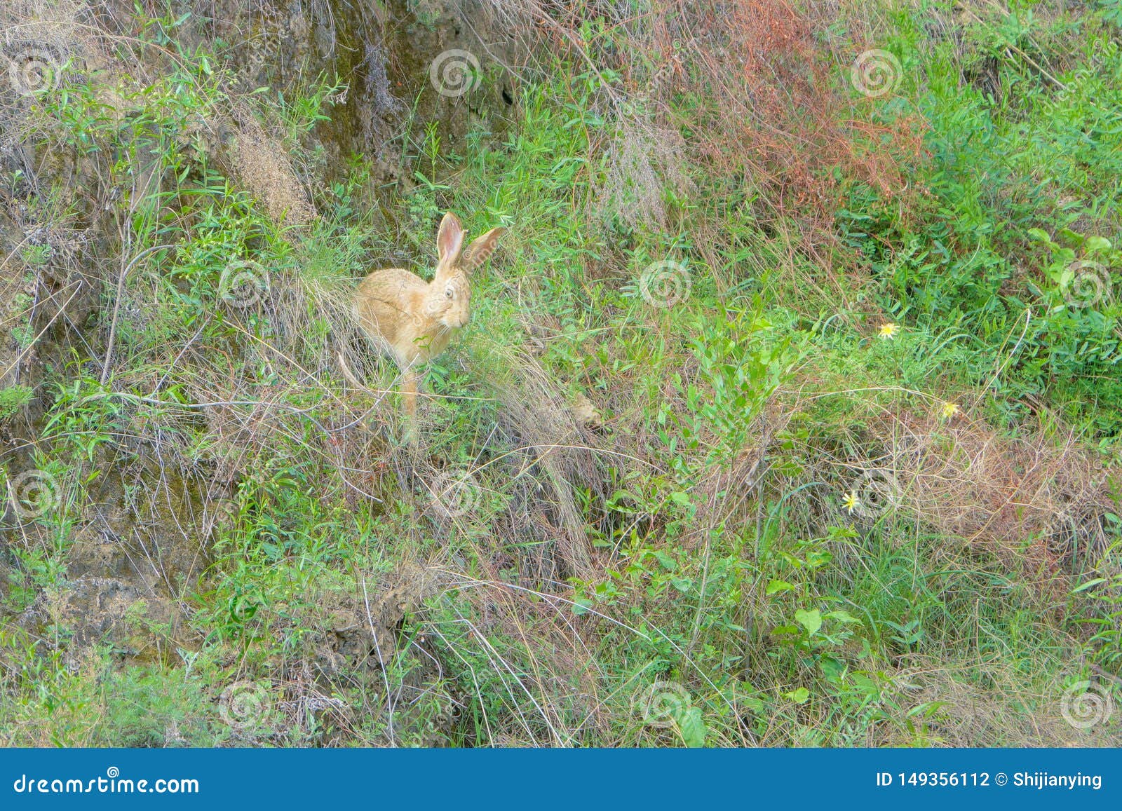 Hare stock photo. Image of nature, mammal, wild, slope - 149356112