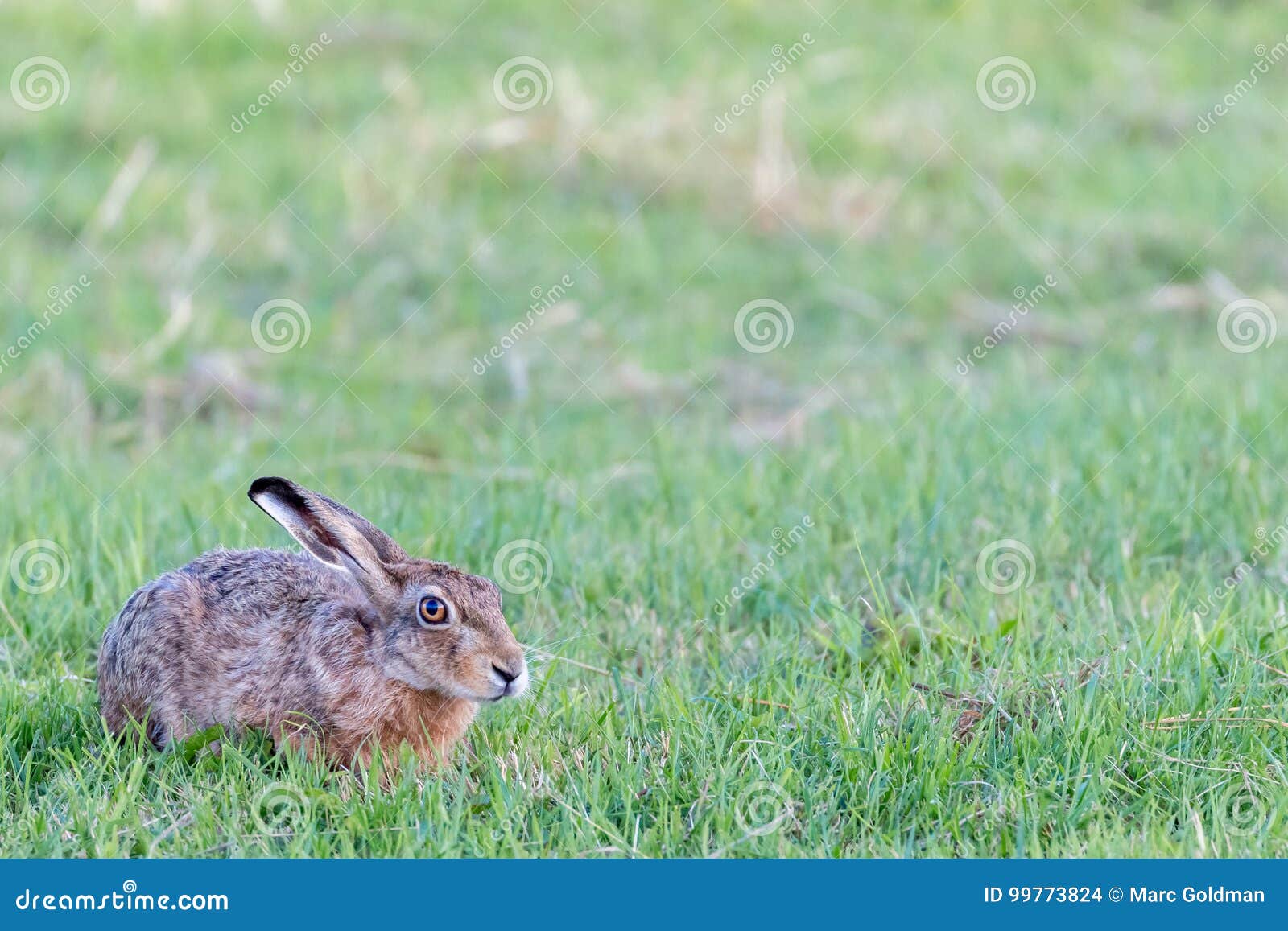 Hare hiding in the grass stock photo. Image of field - 99773824