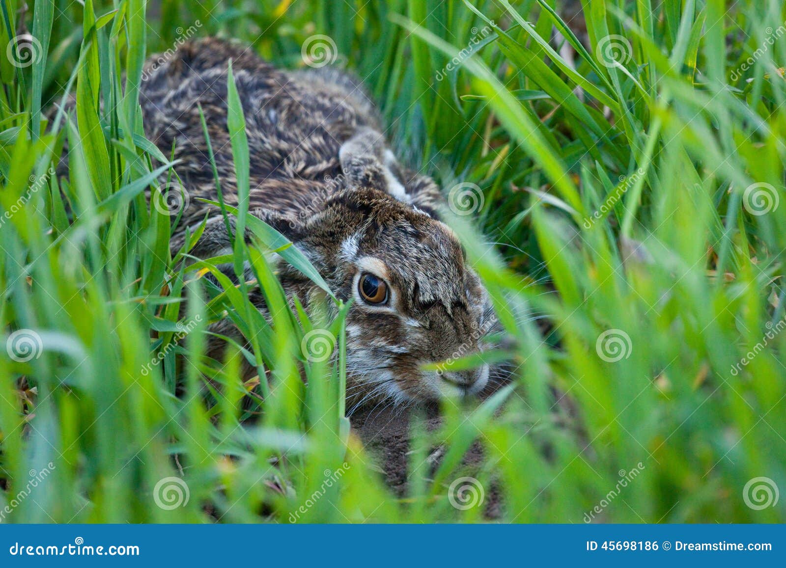 Hare in his shelter stock photo. Image of closeup, contact - 45698186