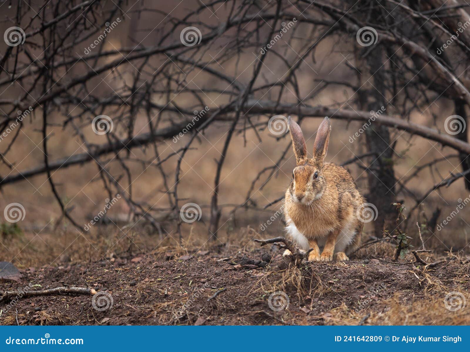 A Hare in Its Habitat at Ranthambore Tiger Reserve, India Stock Image ...