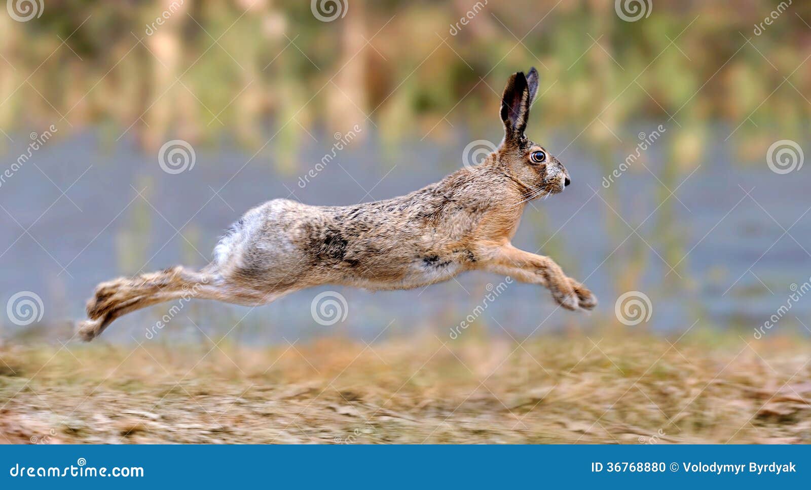 Hare stock photo. Image of light, animal, flower, hopping - 36768880