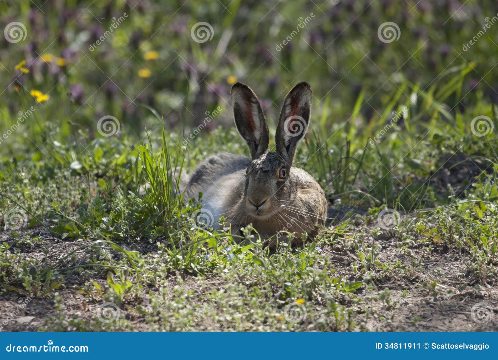 A Hare (Lepus Europaeus) Resting. Stock Image - Image of long, hare ...