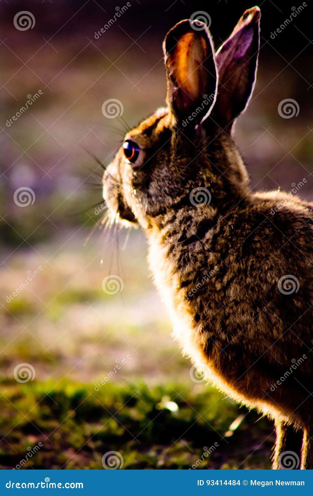 Hare looking stock photo. Image of love, easter, looking - 93414484