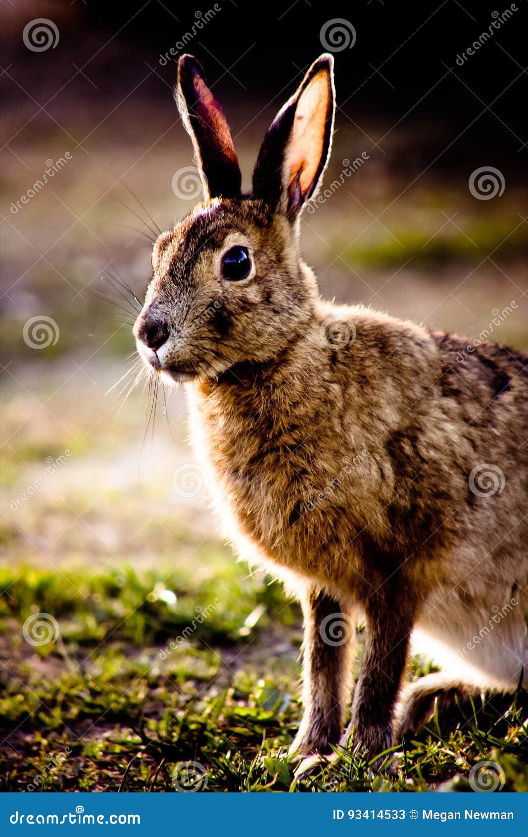 Hare looking stock image. Image of hare, spring, peace - 93414533