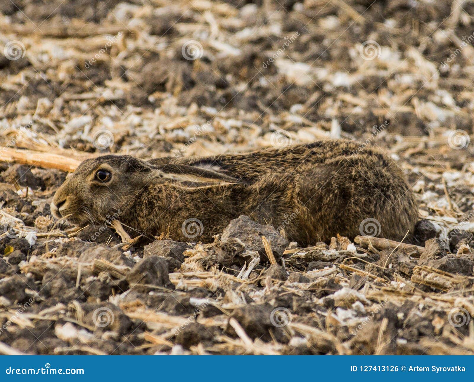 Hare is lying on field. stock photo. Image of nature - 127413126