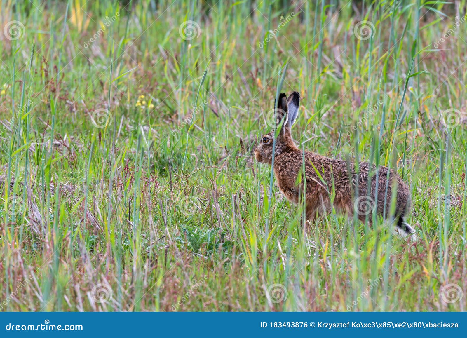 Hare on a Meadow in Tall Grass Stock Photo - Image of animals, nature ...